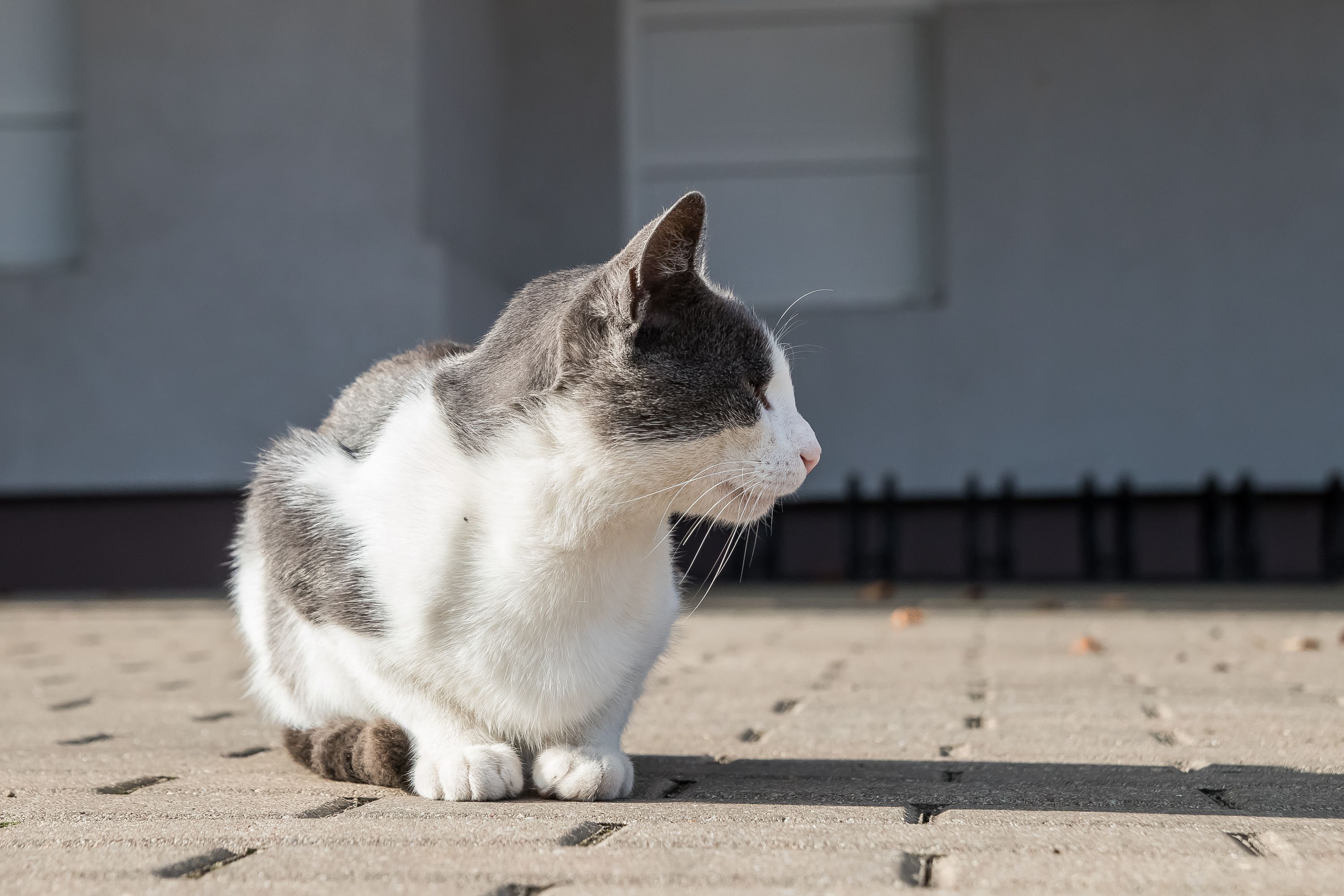 Domestic Cat Relaxing Outdoors on a Sunny Day · Free Stock Photo