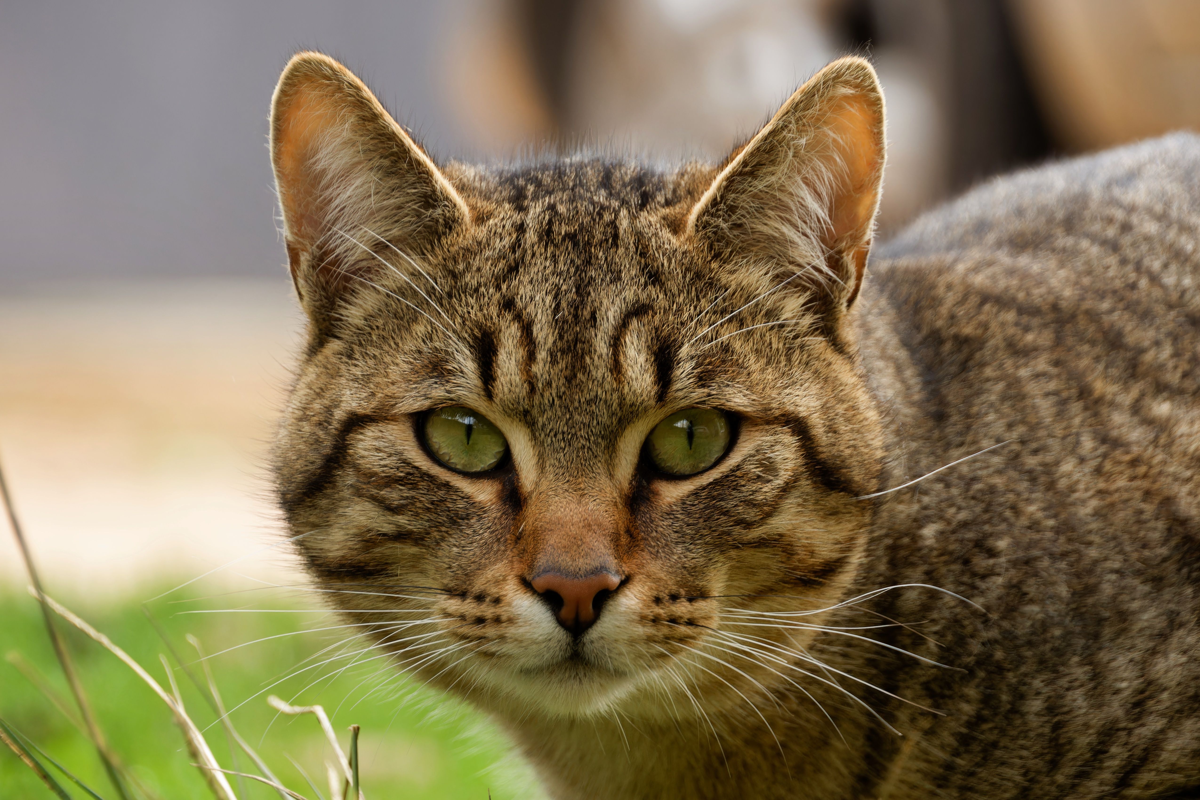 Temple Cat Photos, Download The BEST Free Temple Cat Stock Photos & HD ...