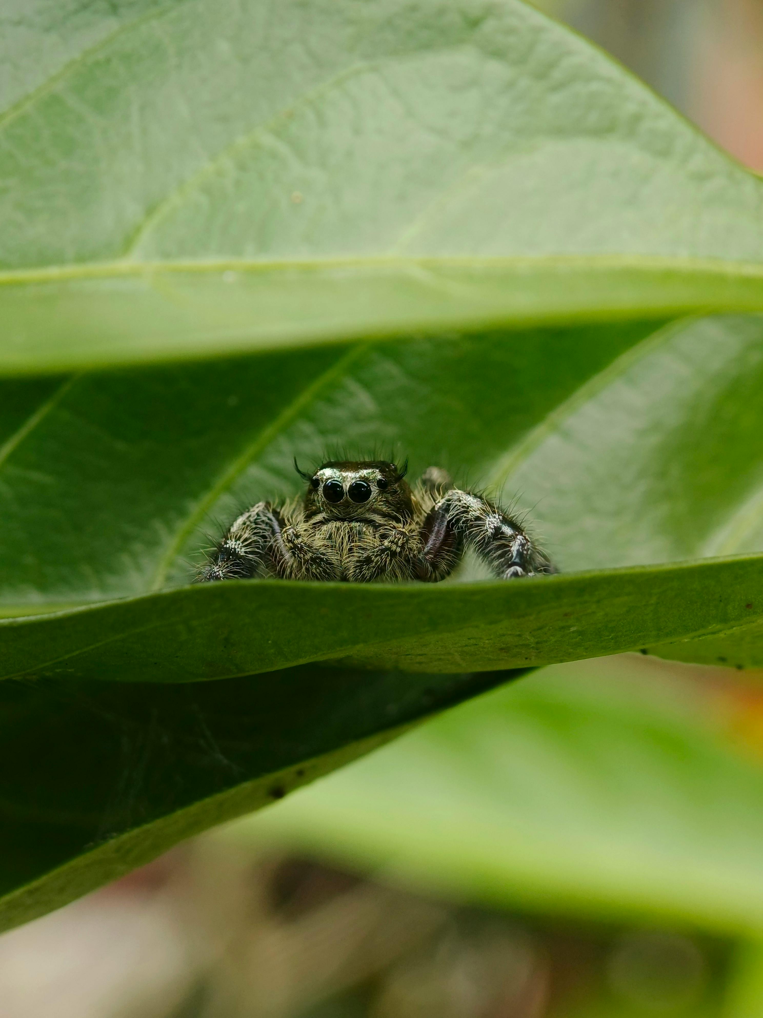 Close-up of Jumping Spider on Leaf · Free Stock Photo