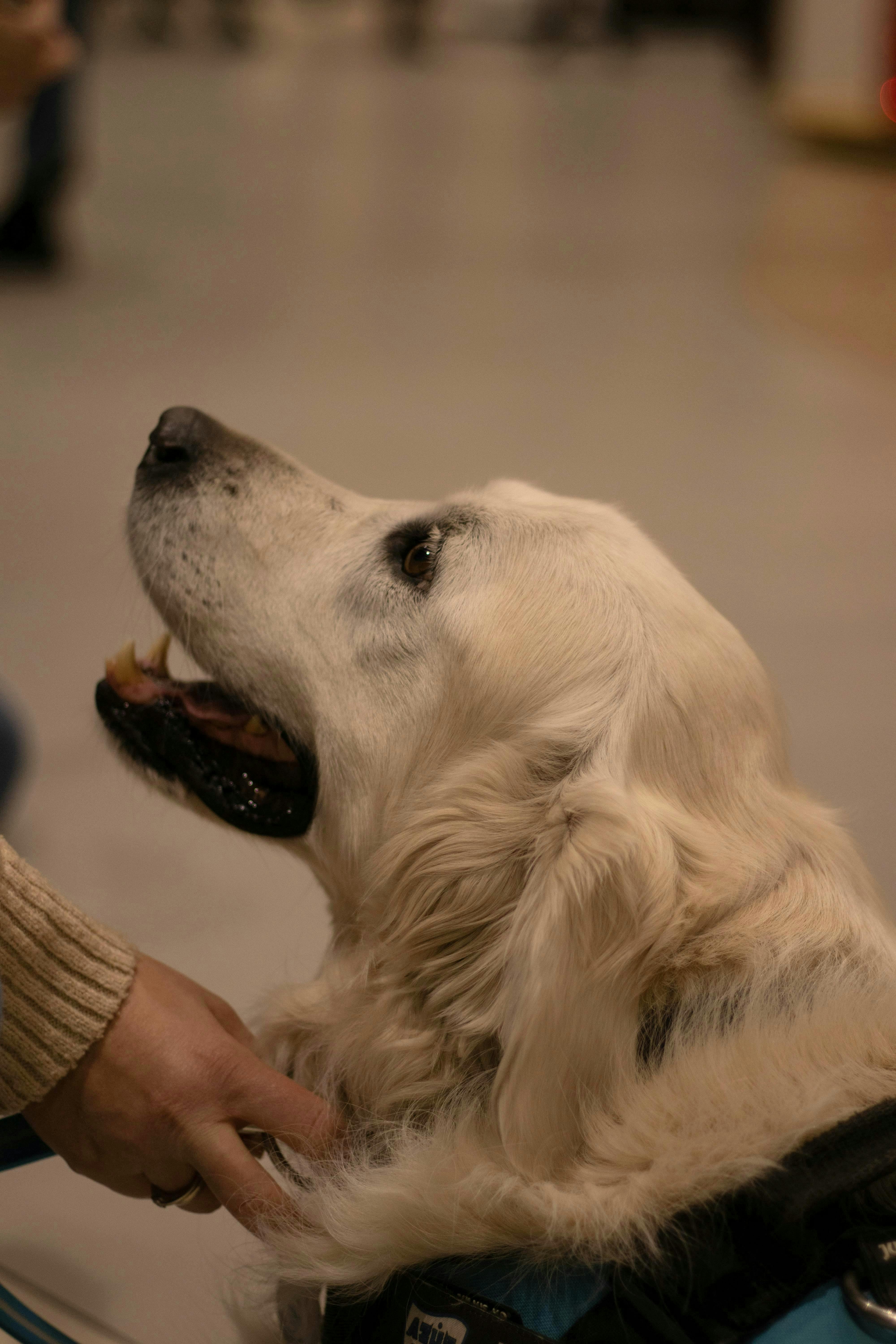 Dog Wacky Face Photos, Download The BEST Free Dog Wacky Face Stock ...