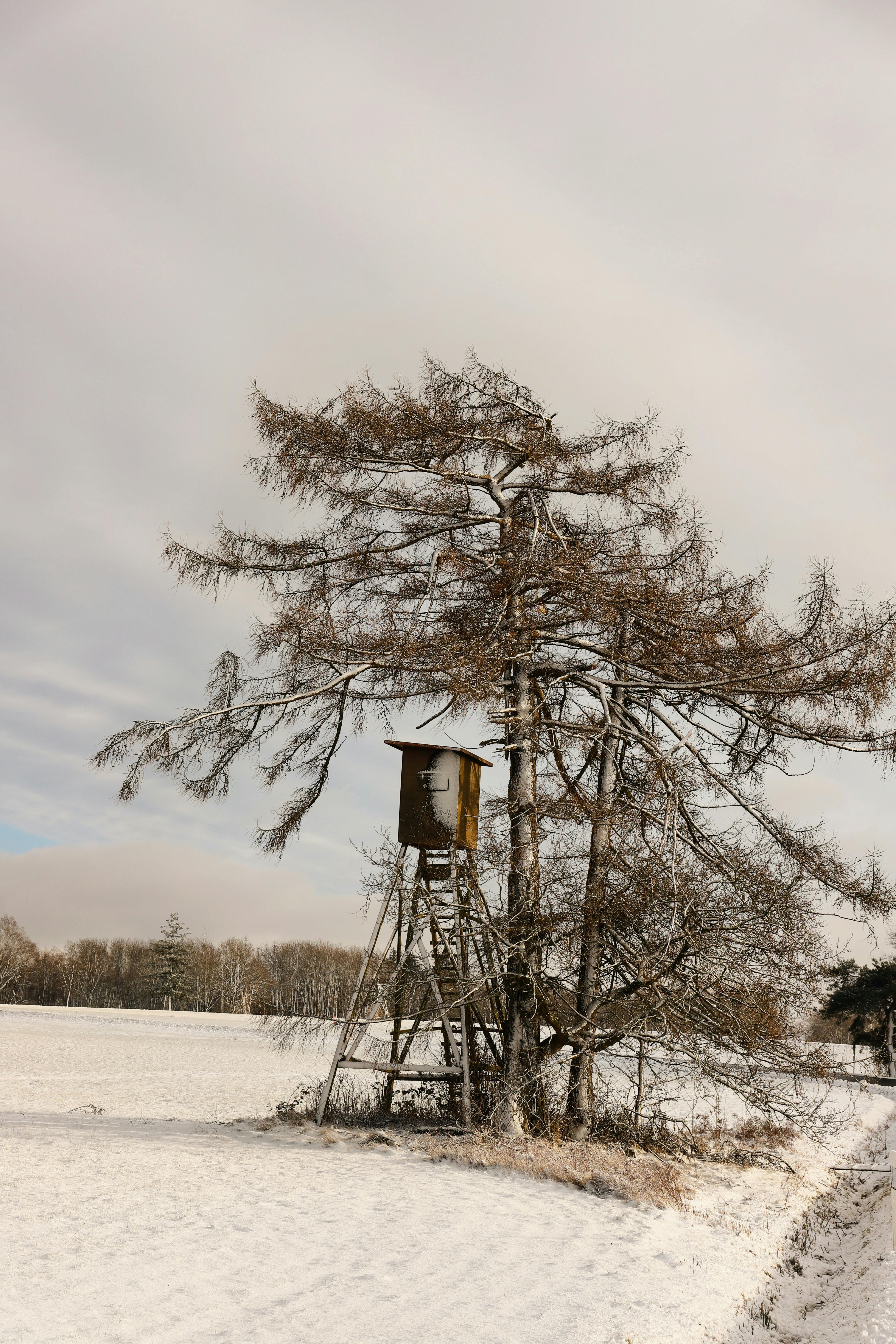 Snow-Covered Winter Landscape with Treehouse · Free Stock Photo