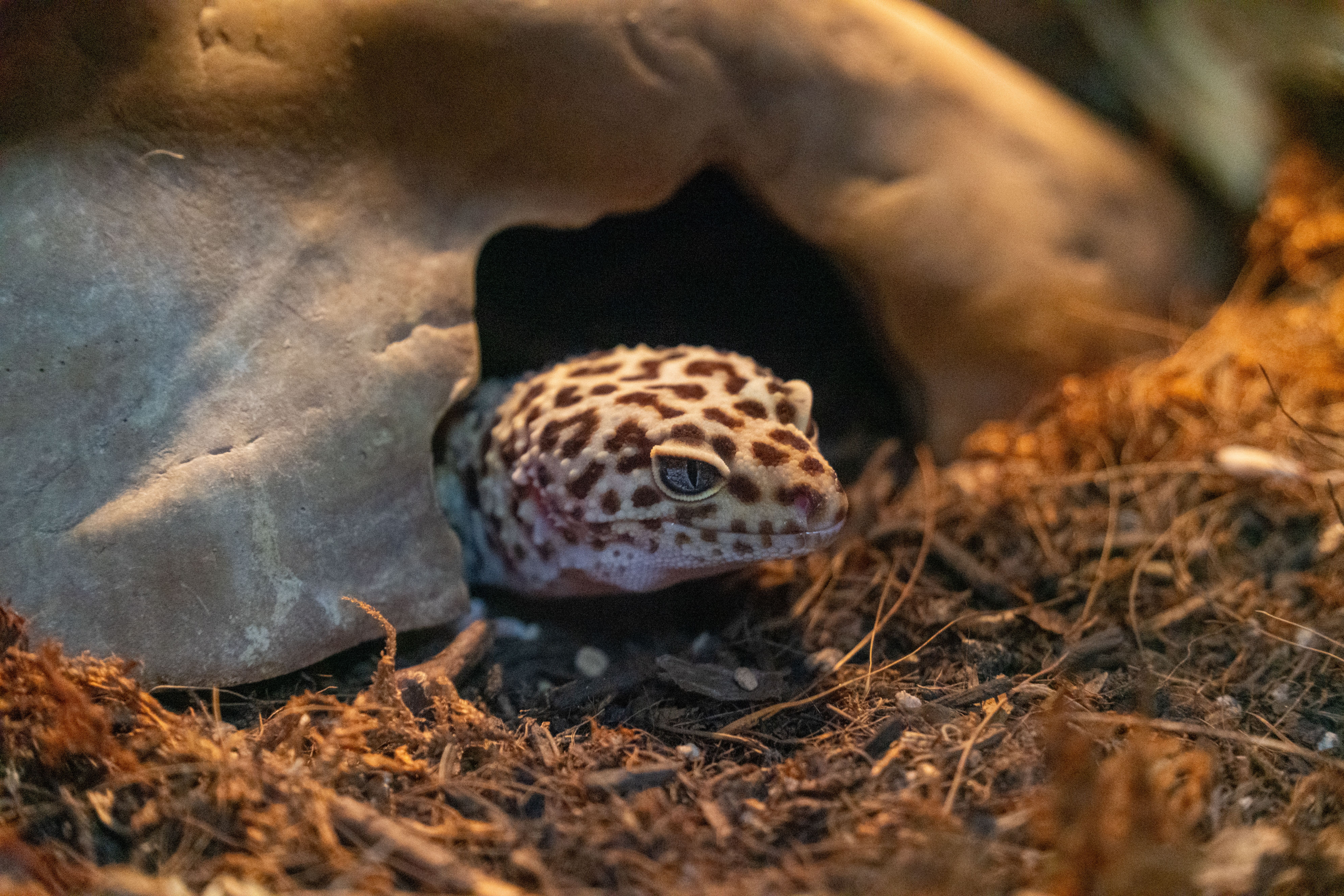 Leopard Gecko Resting in Natural Habitat · Free Stock Photo