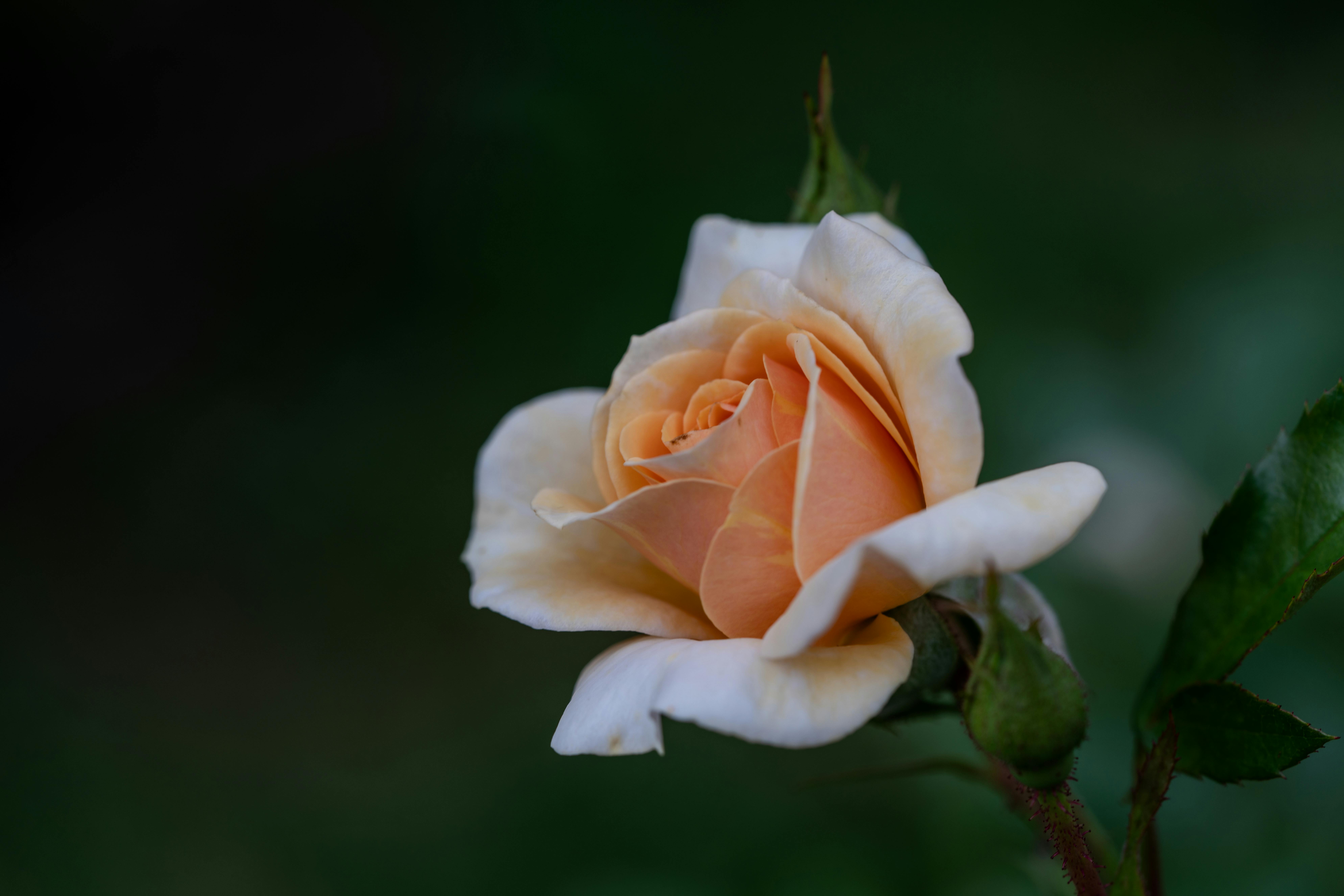 Soft peach rose in full bloom with green backdrop · Free Stock Photo