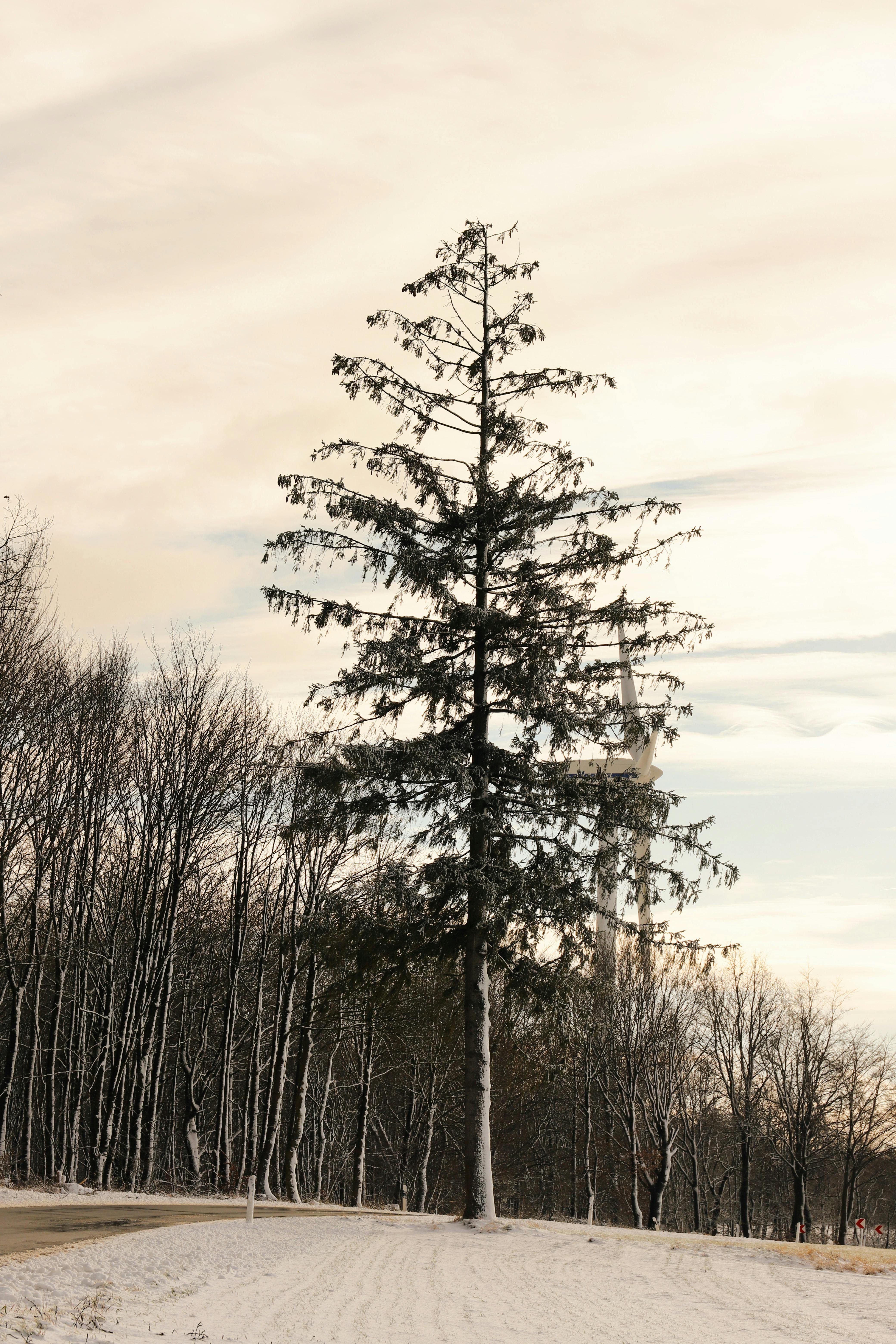 Solitary Pine Tree in Winter Landscape · Free Stock Photo