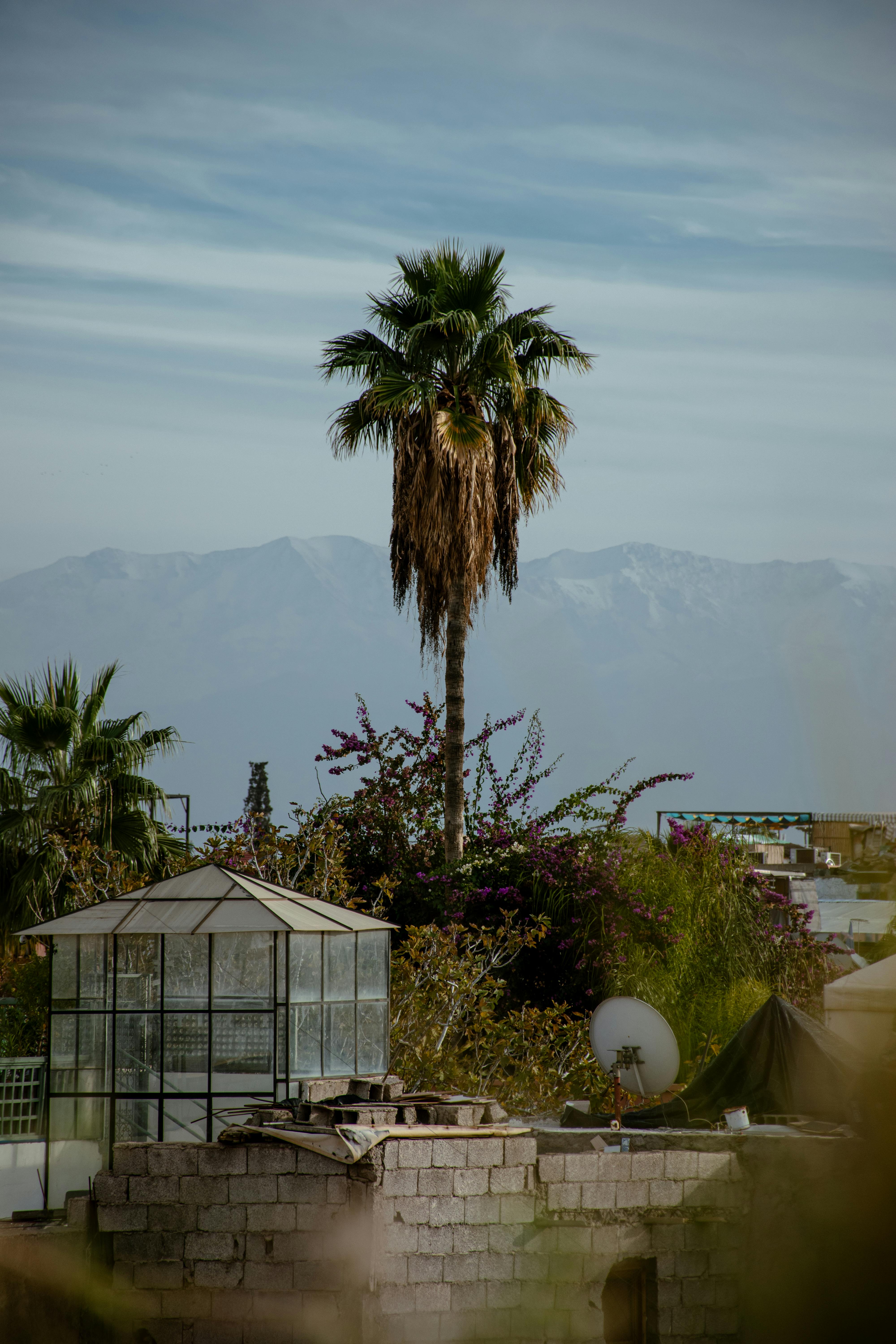 Marrakech Skyline with Palm Trees and Atlas Mountains · Free Stock Photo