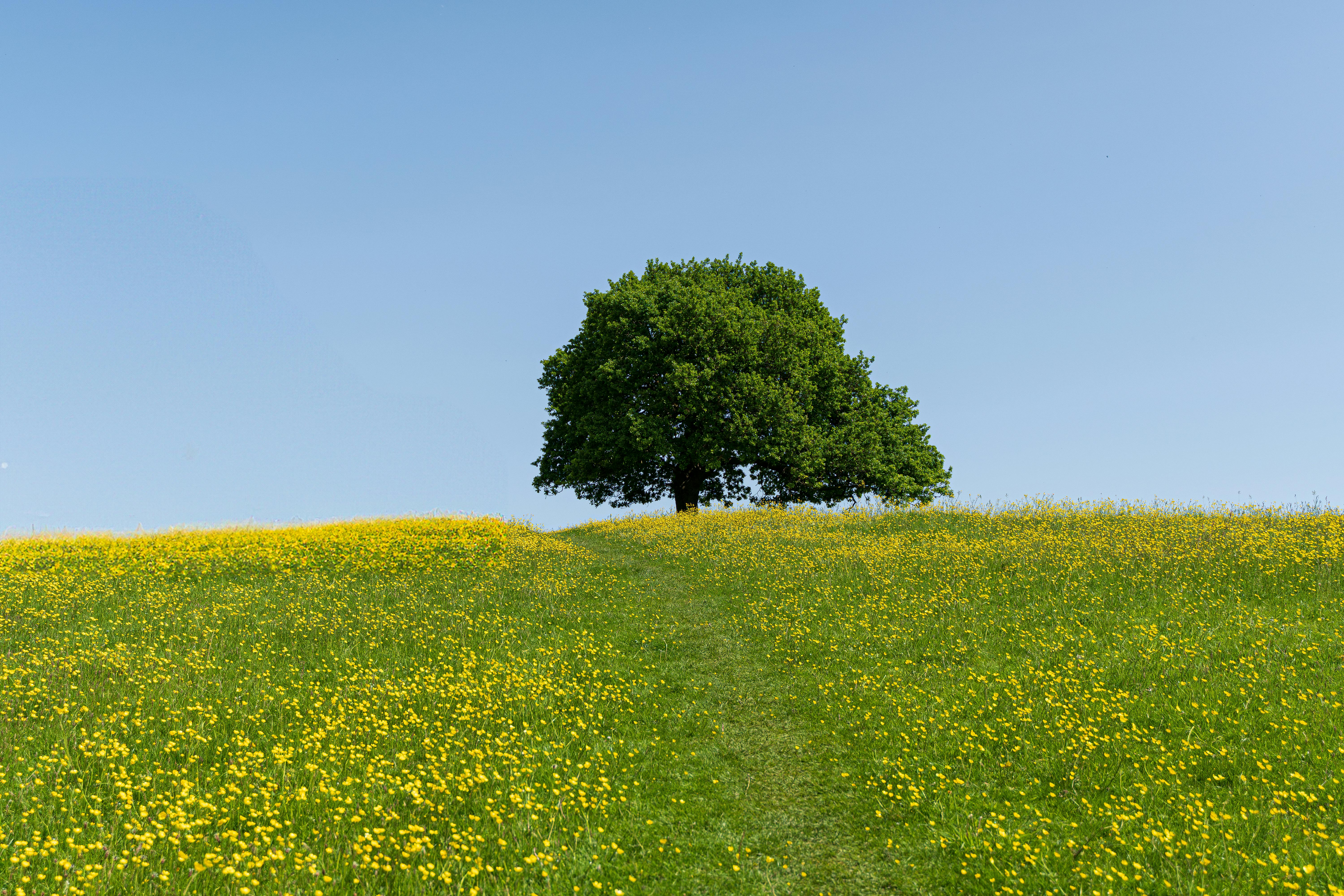 Tranquil English Countryside with Lone Oak Tree · Free Stock Photo