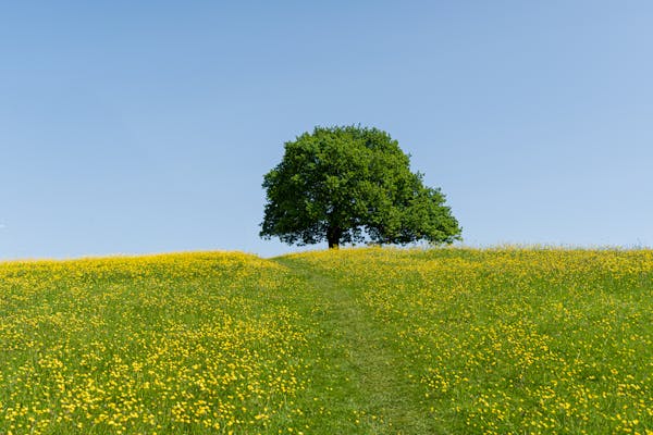 Oak Tree Photos, Download The BEST Free Oak Tree Stock Photos & HD Images