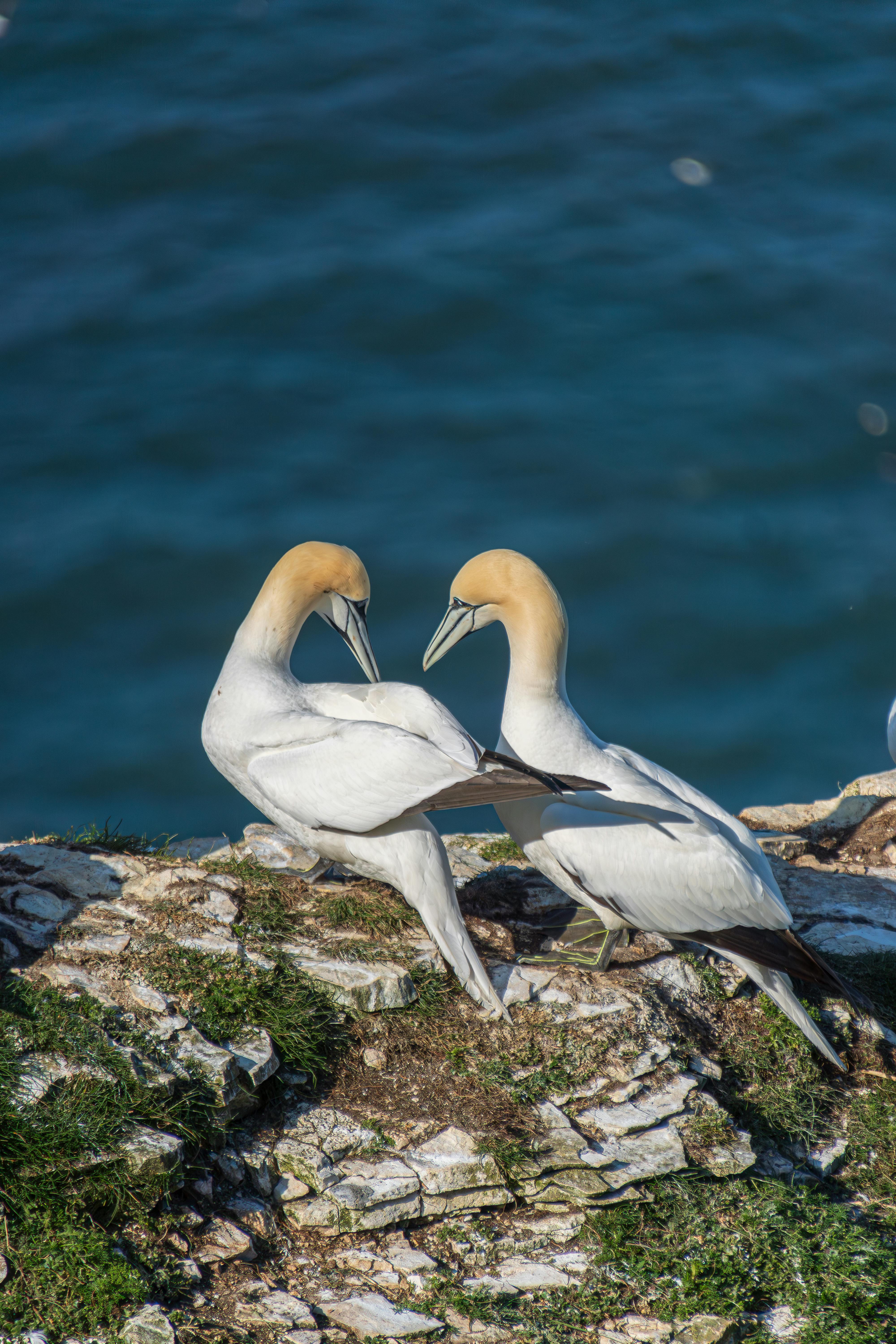 Northern Gannets at Bempton Cliffs · Free Stock Photo