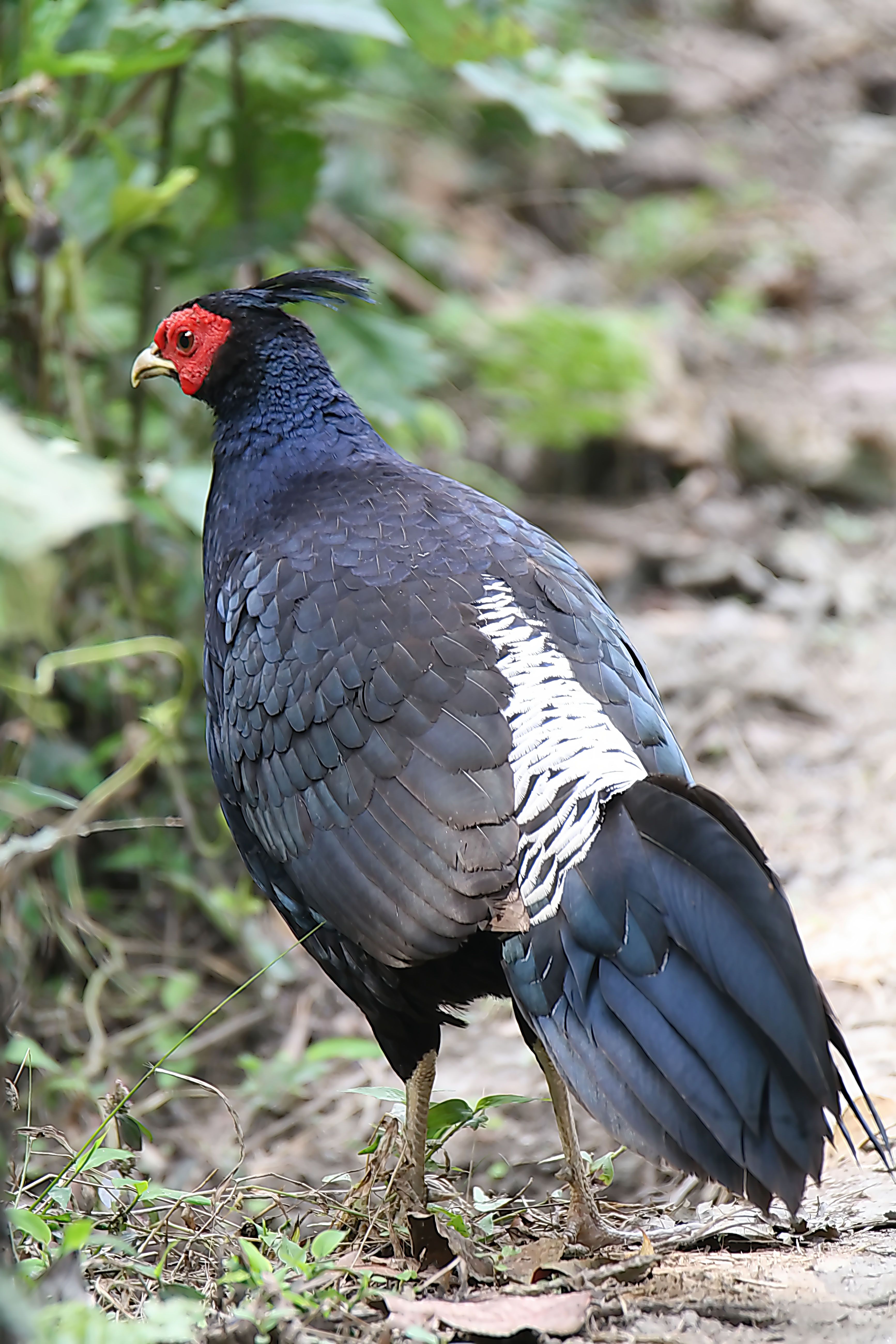 Kalij Pheasant in Natural Habitat, Assam · Free Stock Photo