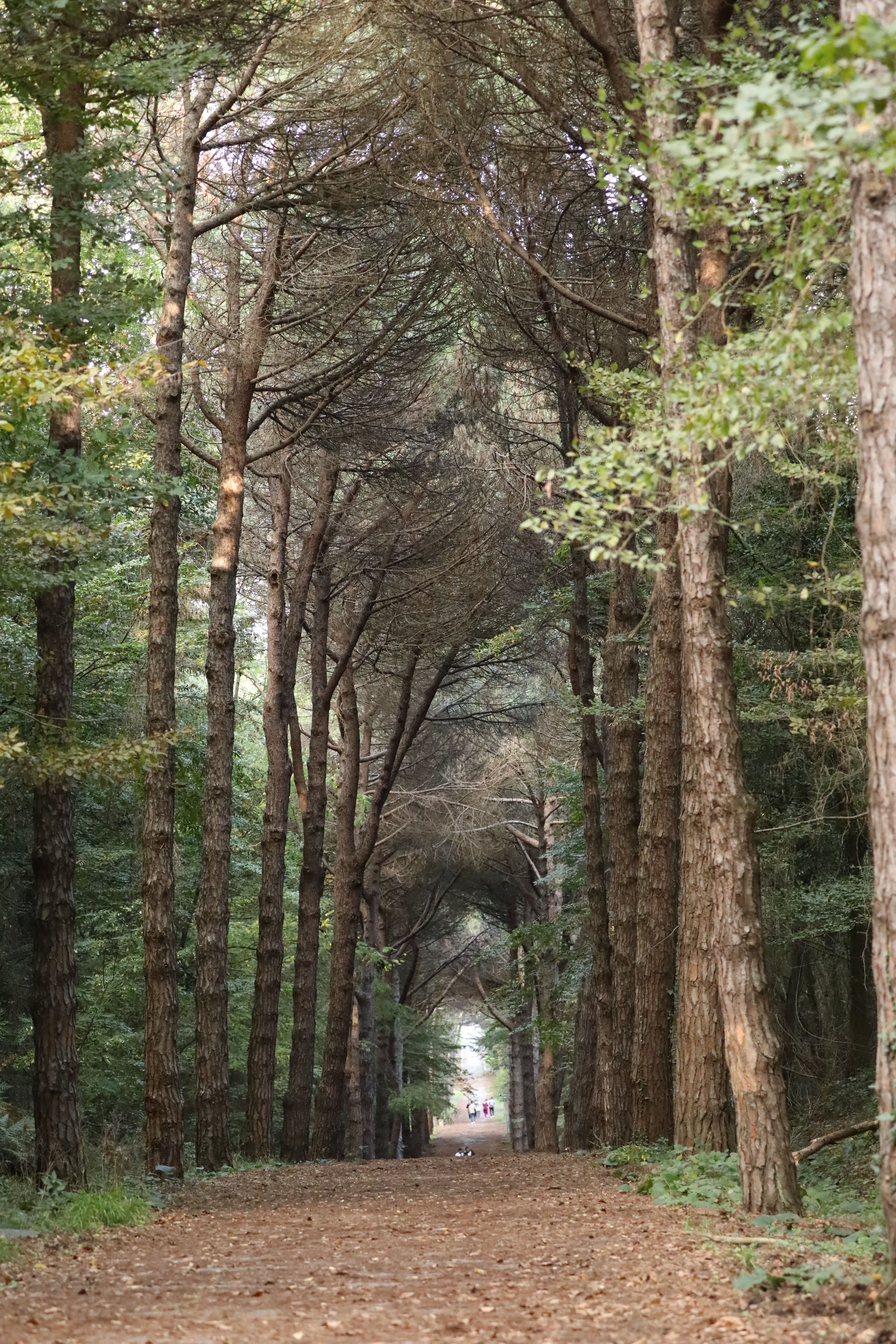 200 000+ Forêt Mystérieuse banque d’images et photos libres de droit ...