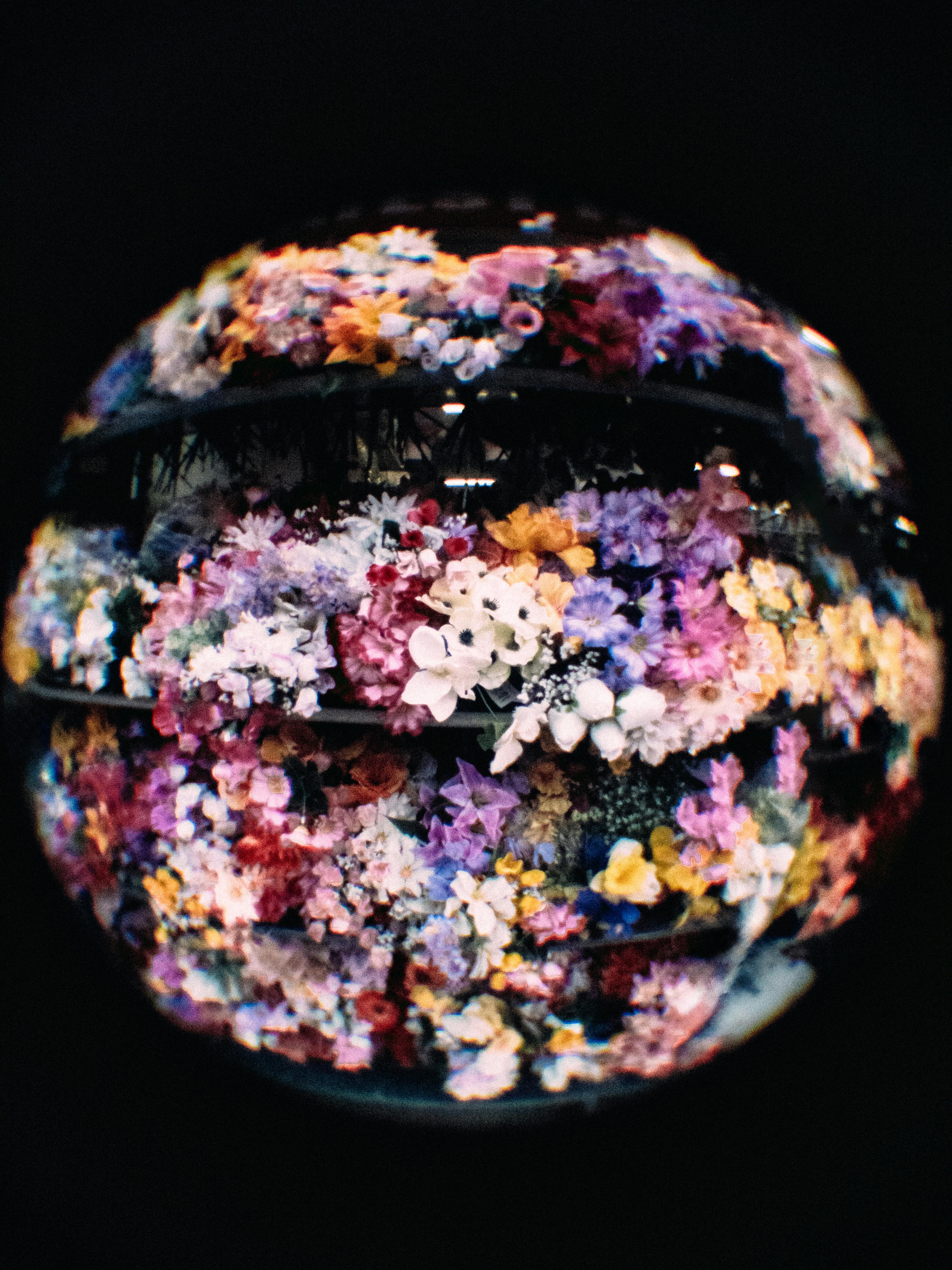 Vibrant Flowers Through a Fisheye Lens · Free Stock Photo