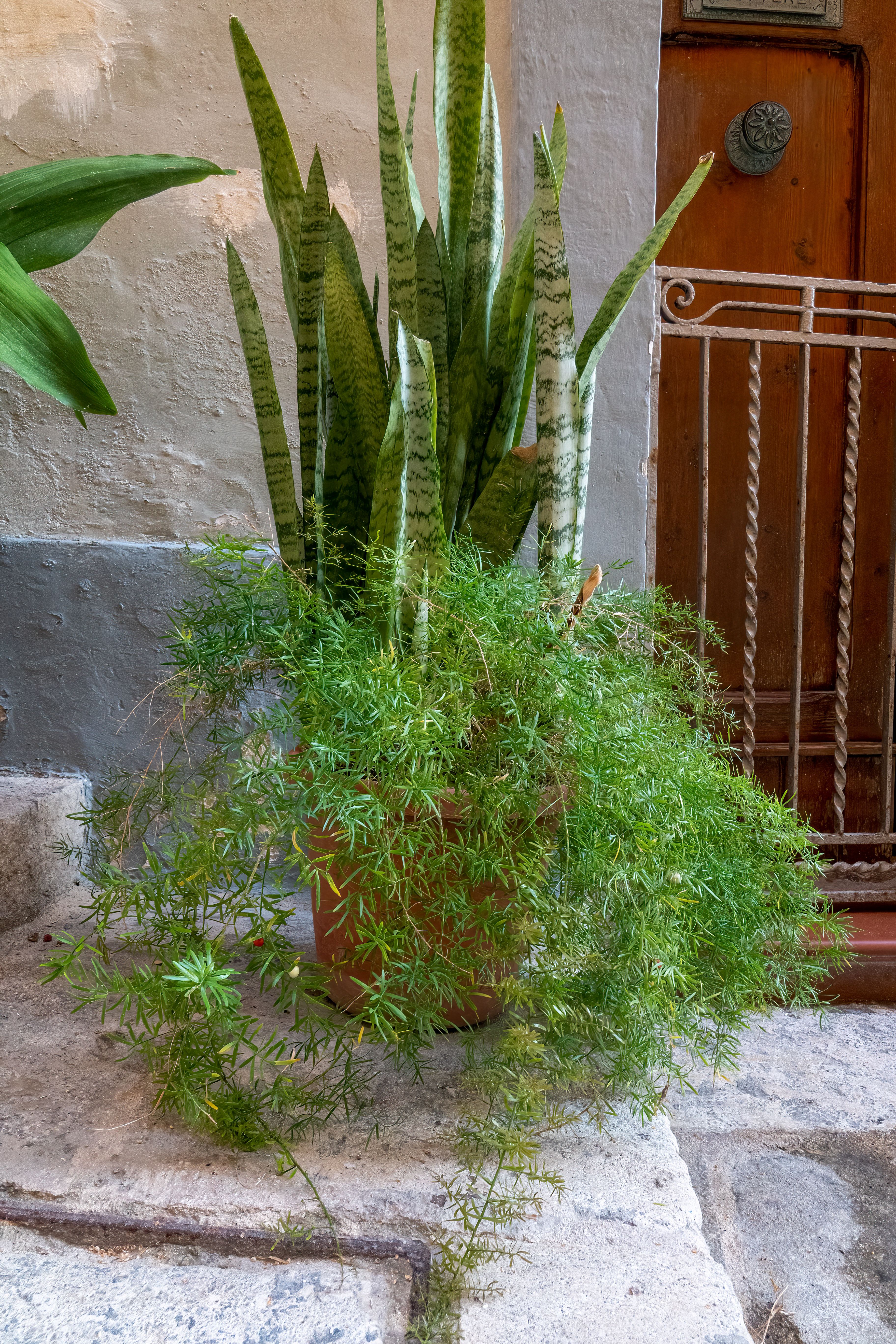 Vibrant Greenery in a Maltese Courtyard · Free Stock Photo