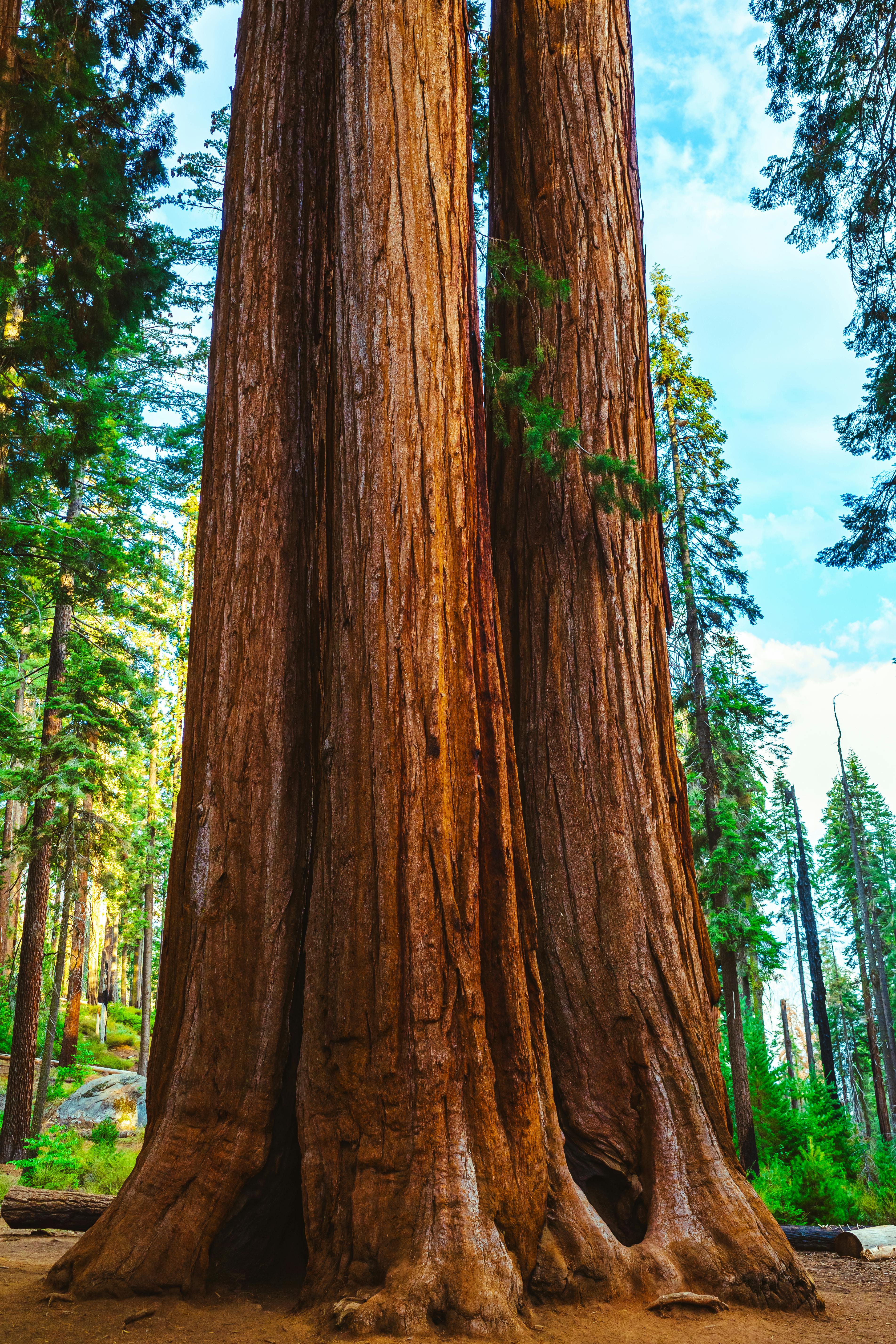 Majestuosos árboles Sequoia En El Bosque De California · Foto de stock ...