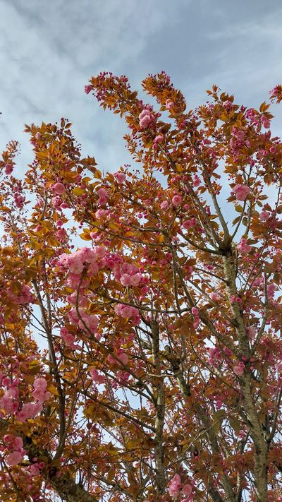 Blossom Tree Photos, Download The BEST Free Blossom Tree Stock Photos ...