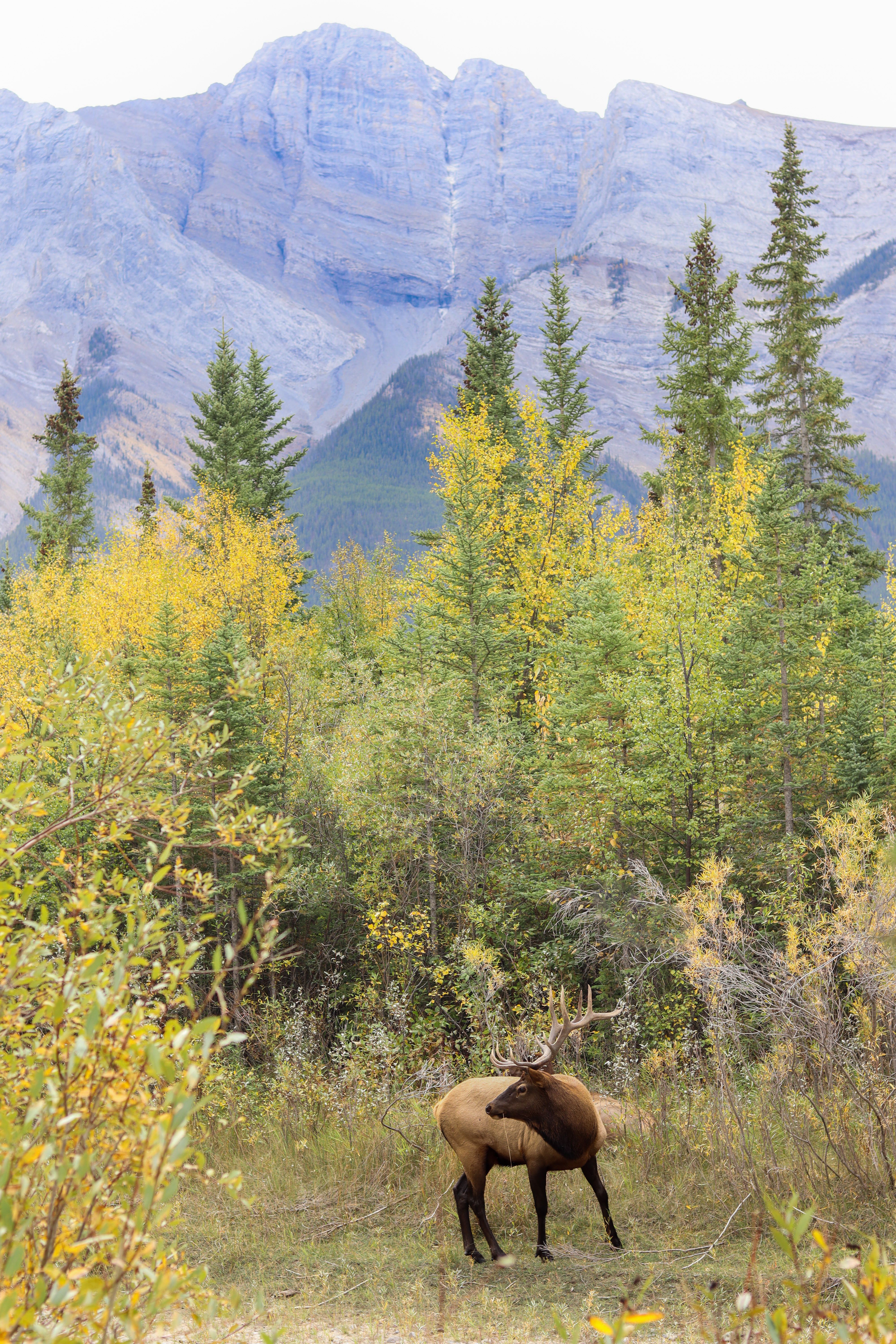 Alberta Autumn Photos, Download The BEST Free Alberta Autumn Stock ...