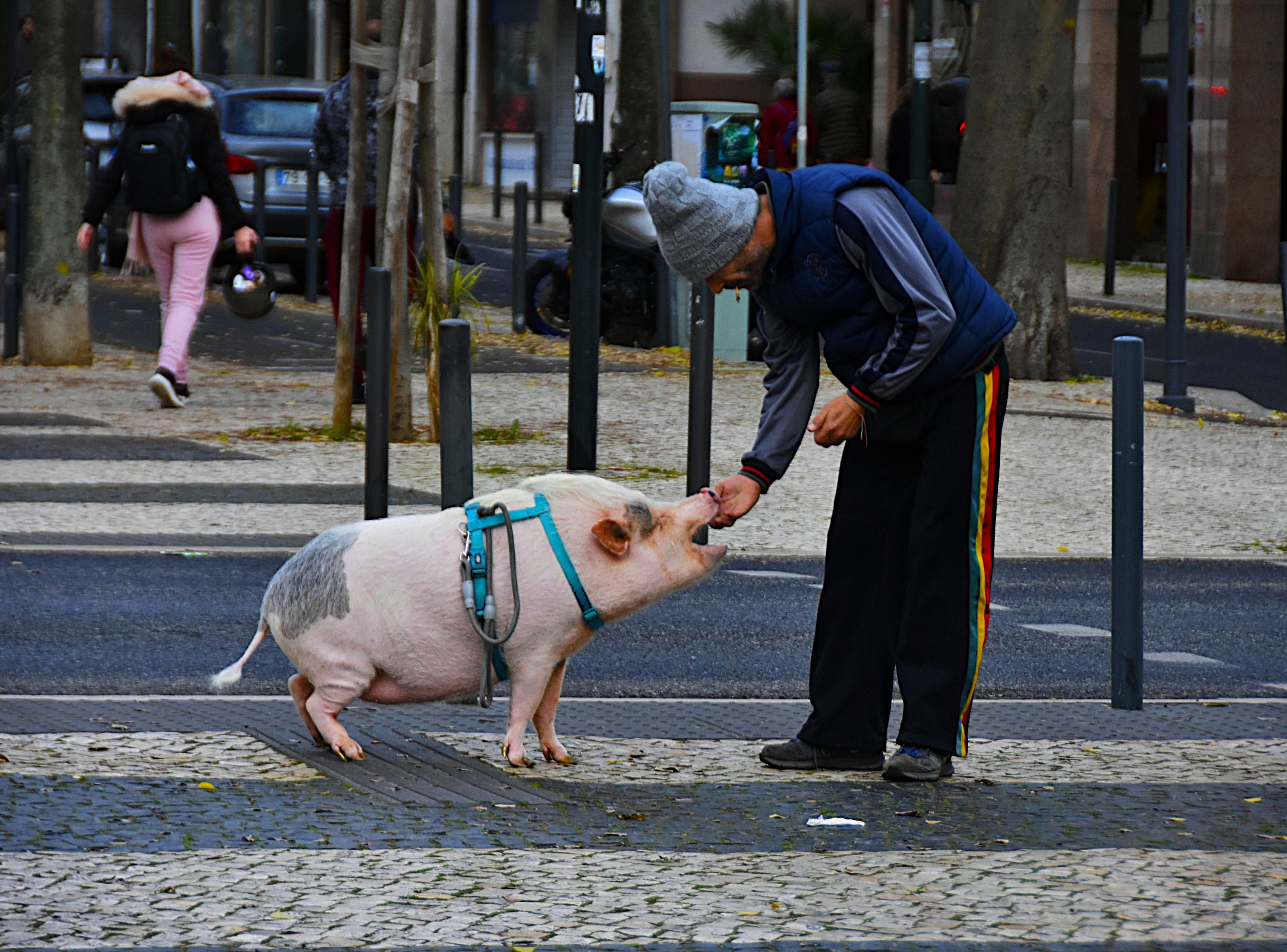 Man Feeding Pet Pig on Lisbon Street · Free Stock Photo