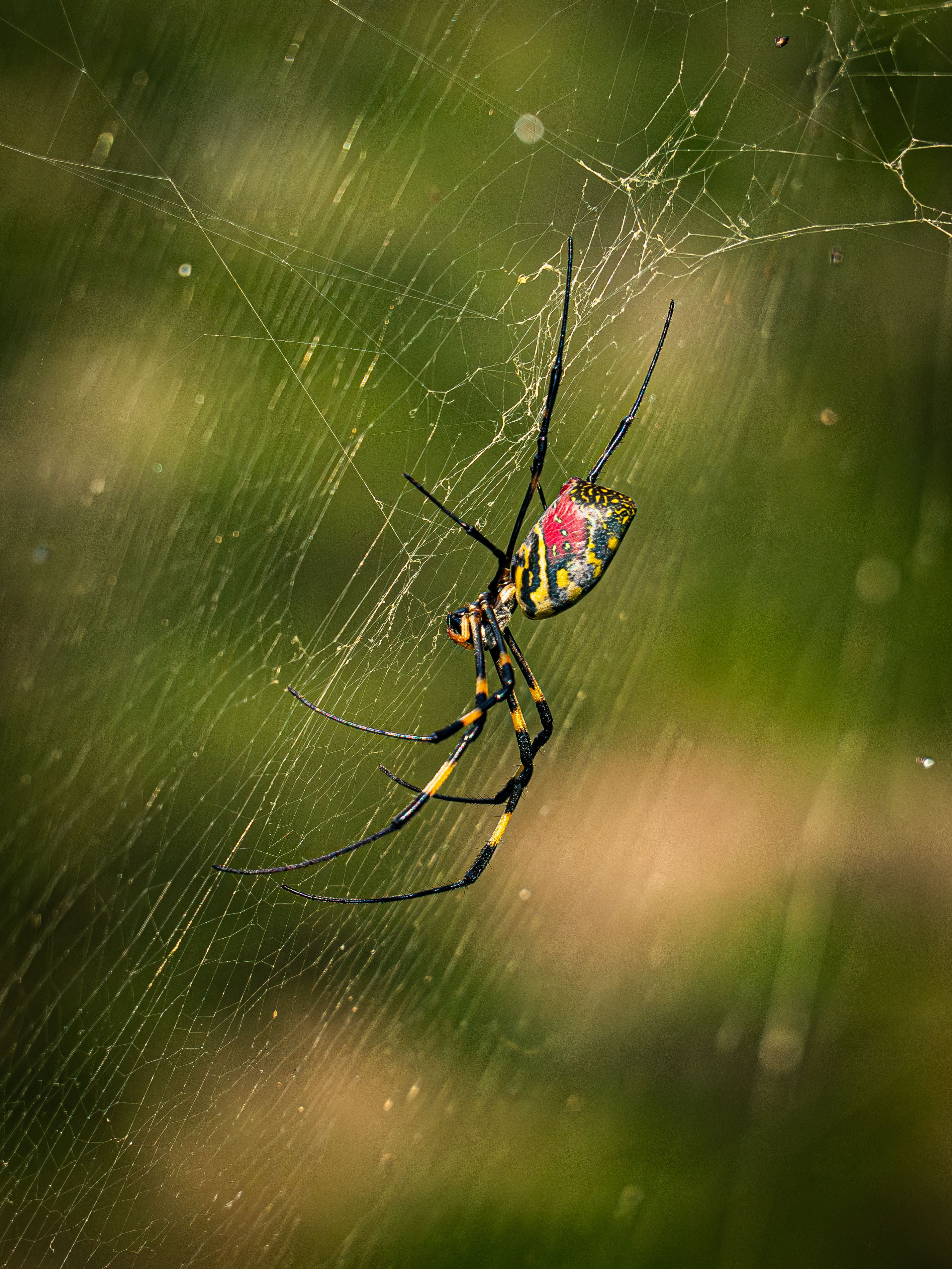 Vibrant Jorō Spider on Intricate Web in Amami · Free Stock Photo