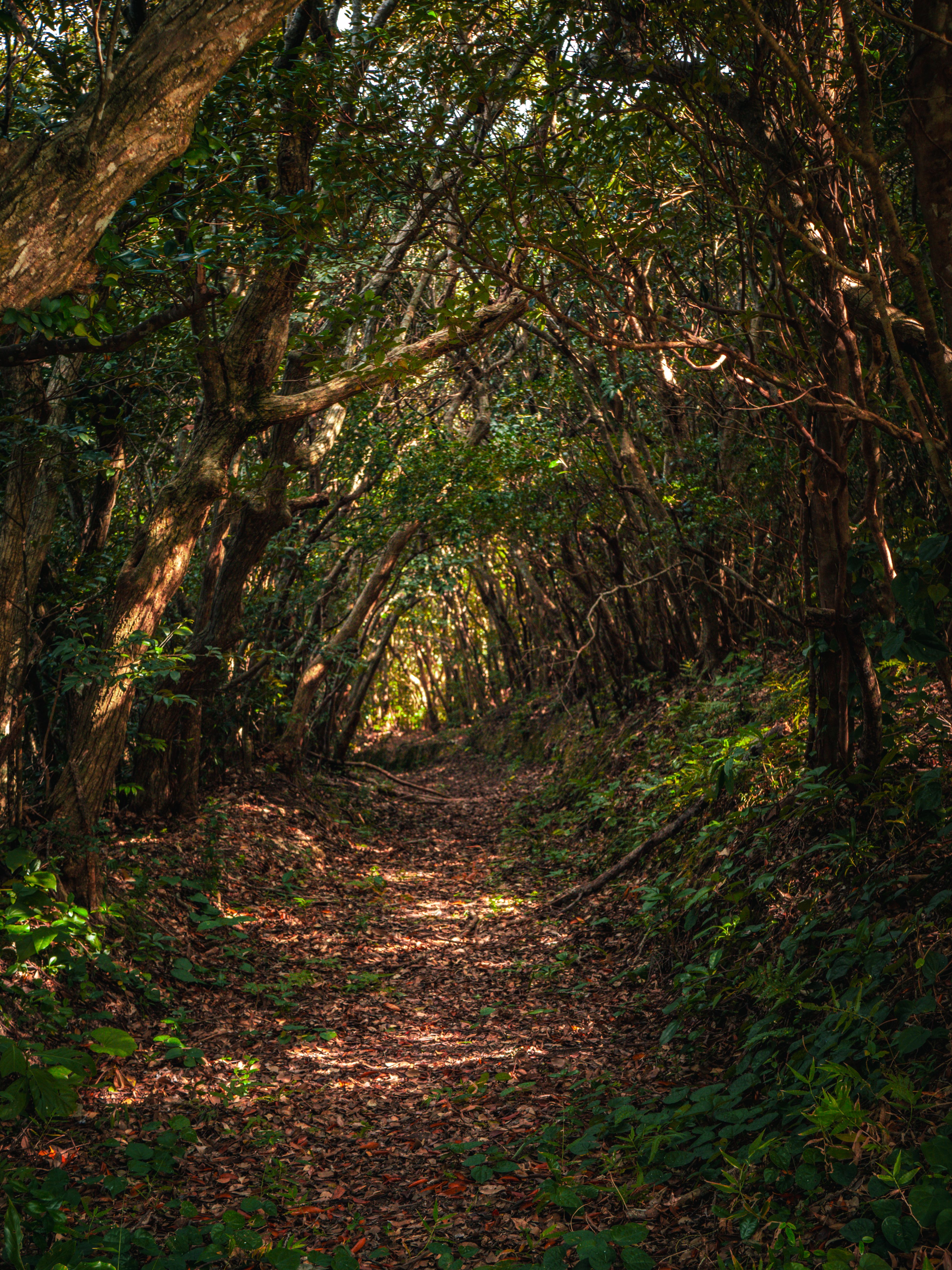 Tranquil Forest Pathway in Amami, Japan · Free Stock Photo