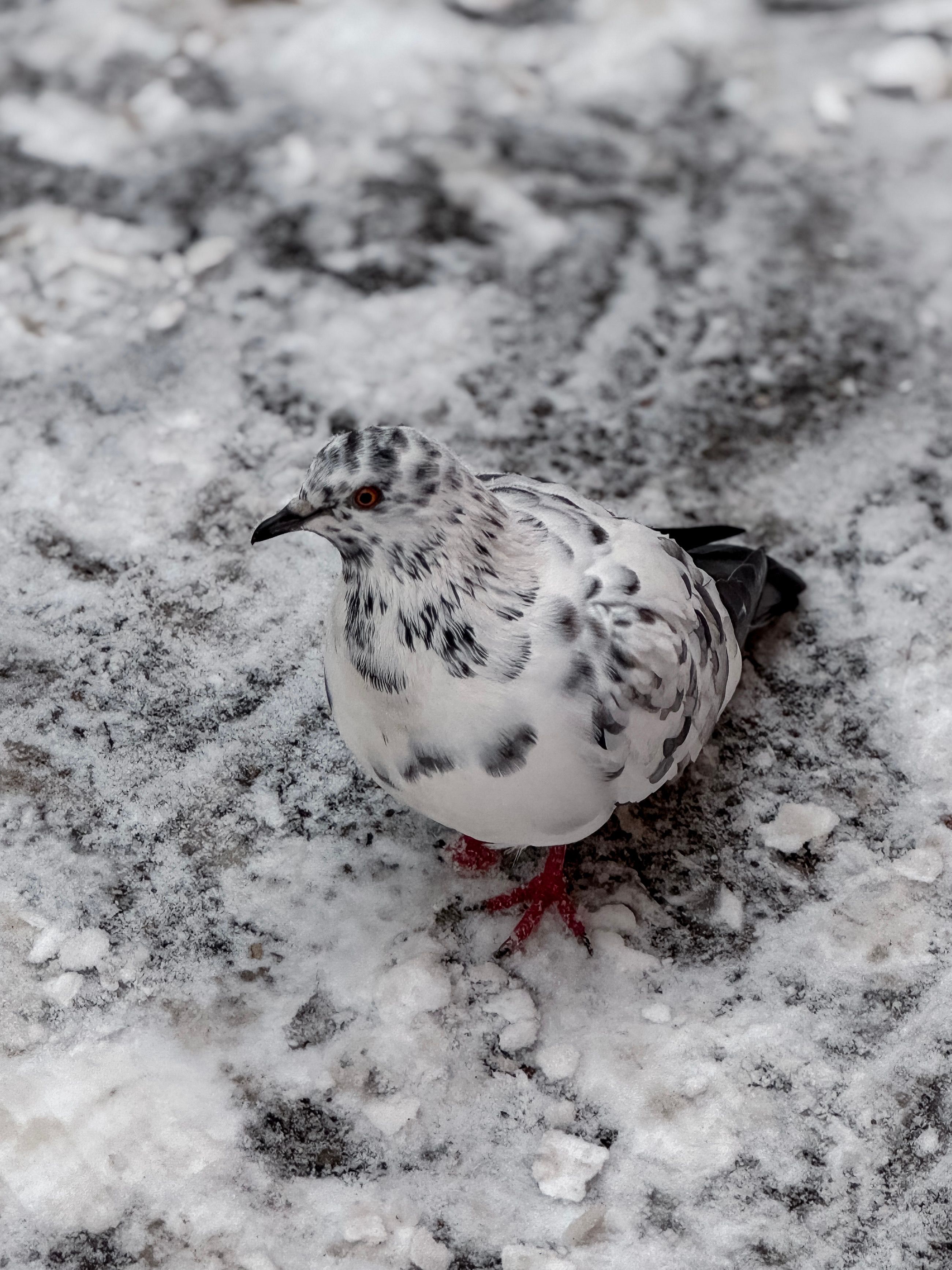 White Pigeon on Snow in Moscow Winter Scene · Free Stock Photo