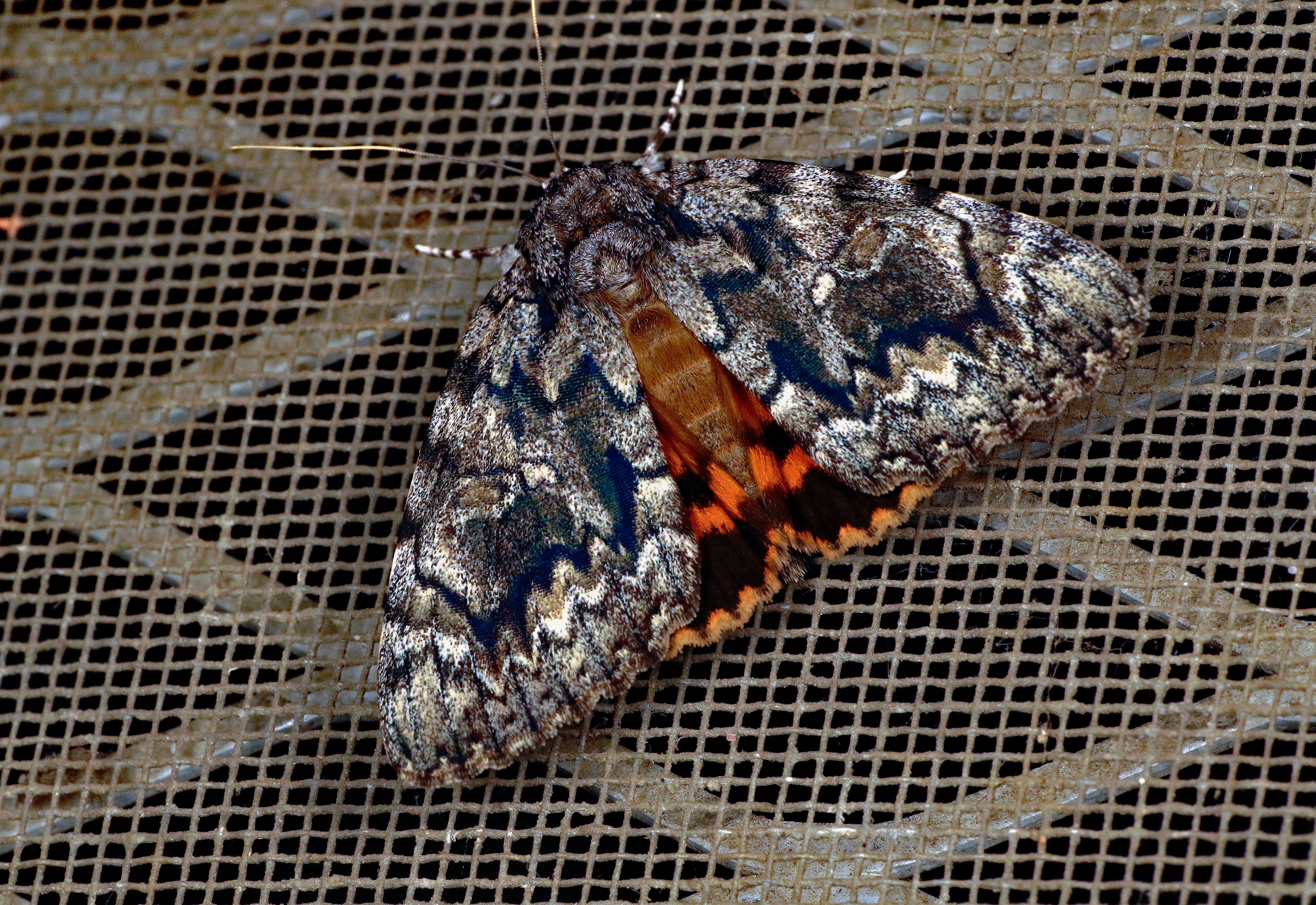 Close-Up of Catocala Moth on Mesh Surface · Free Stock Photo
