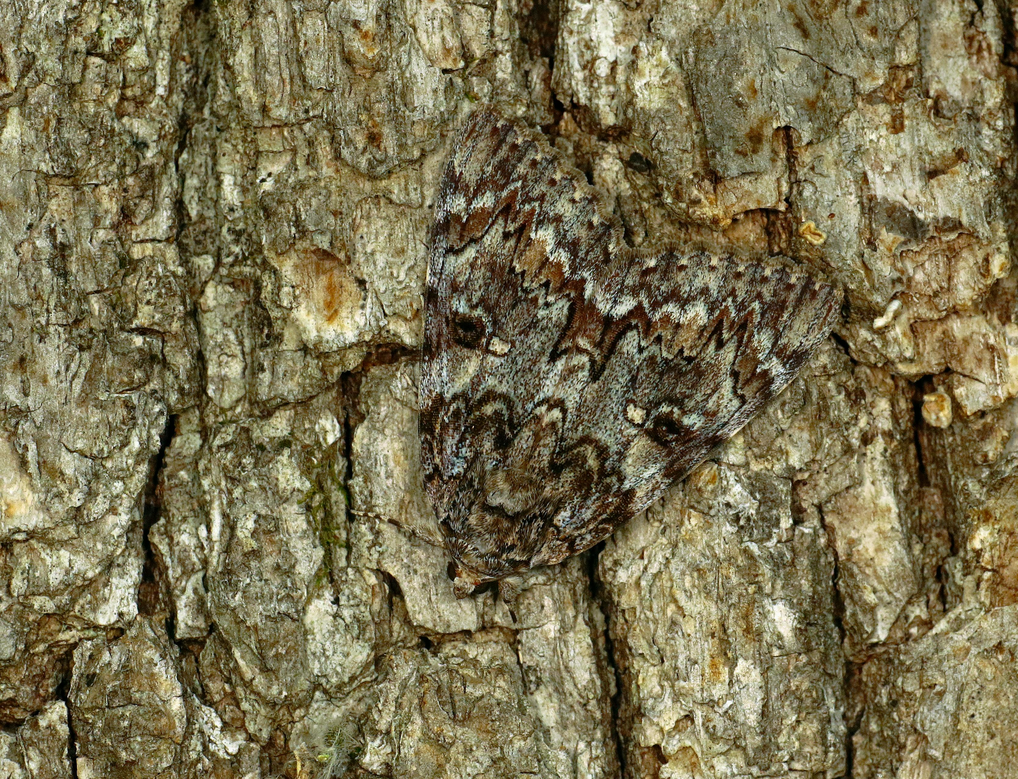 Camouflaged Moth on Tree Bark Close-up · Free Stock Photo