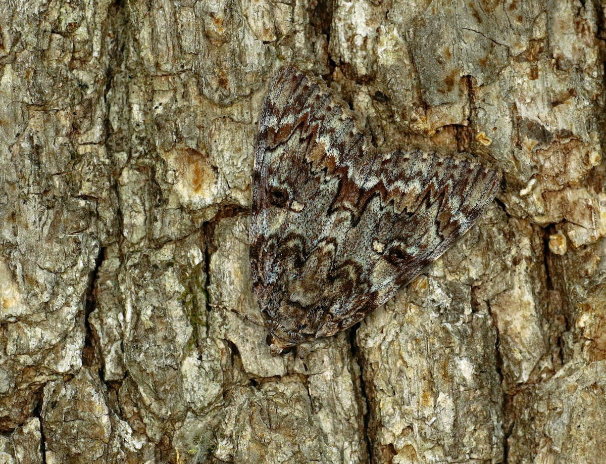 Close Up Moth Photos, Download The BEST Free Close Up Moth Stock Photos ...