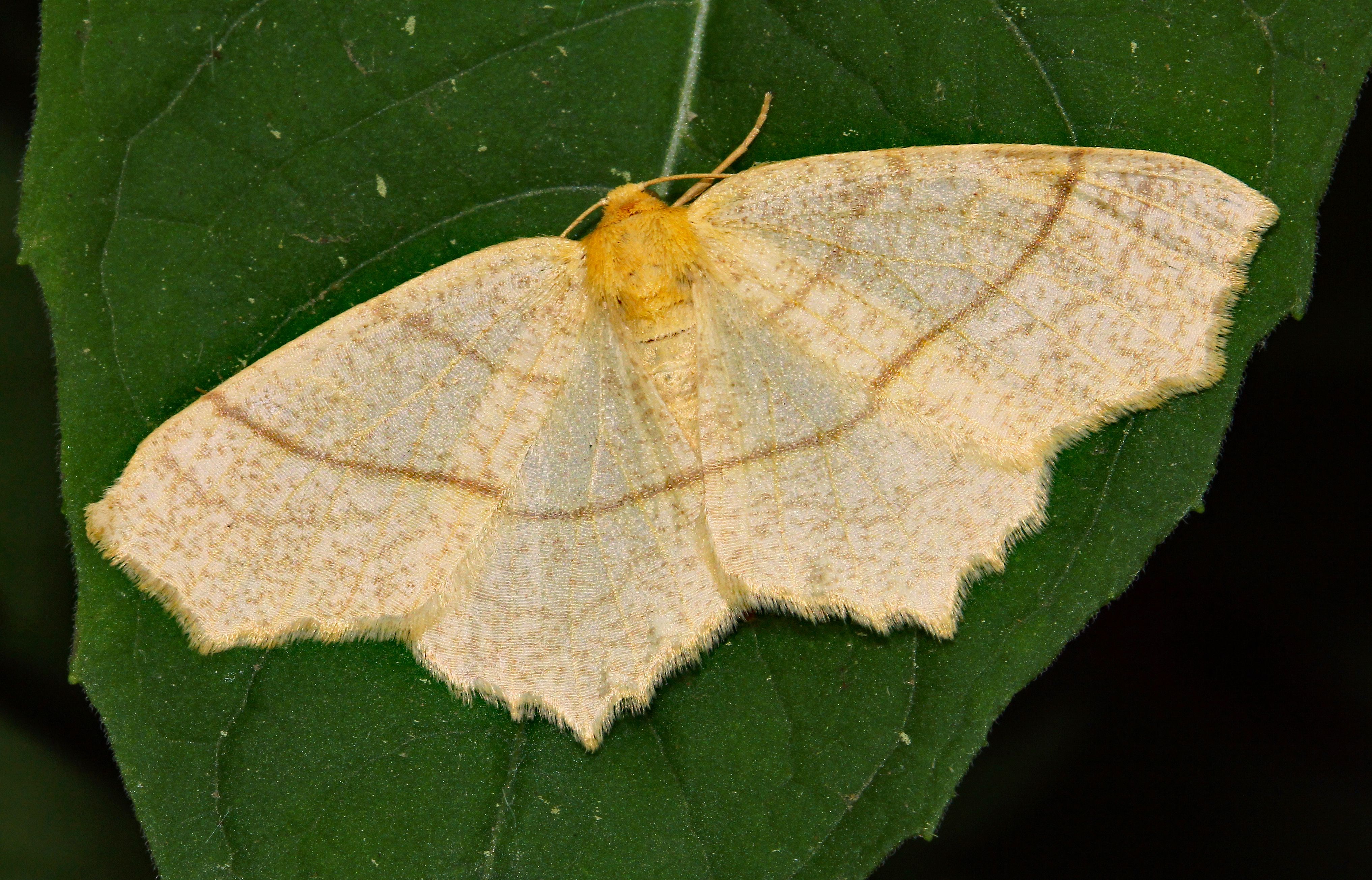 Pale Yellow Moth Resting on Green Leaf Close-up · Free Stock Photo