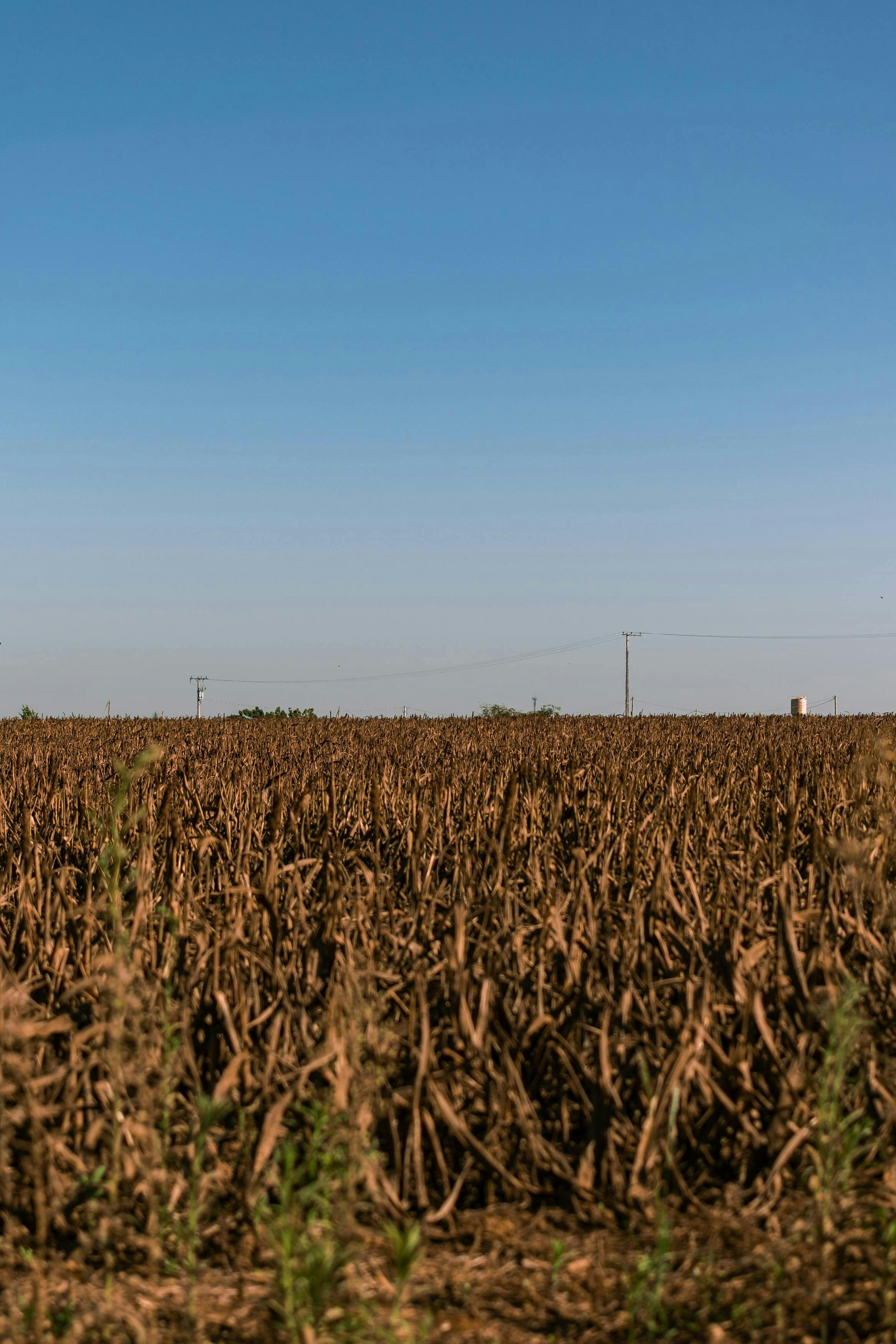 Vast Rural Cropland Under Clear Blue Sky · Free Stock Photo