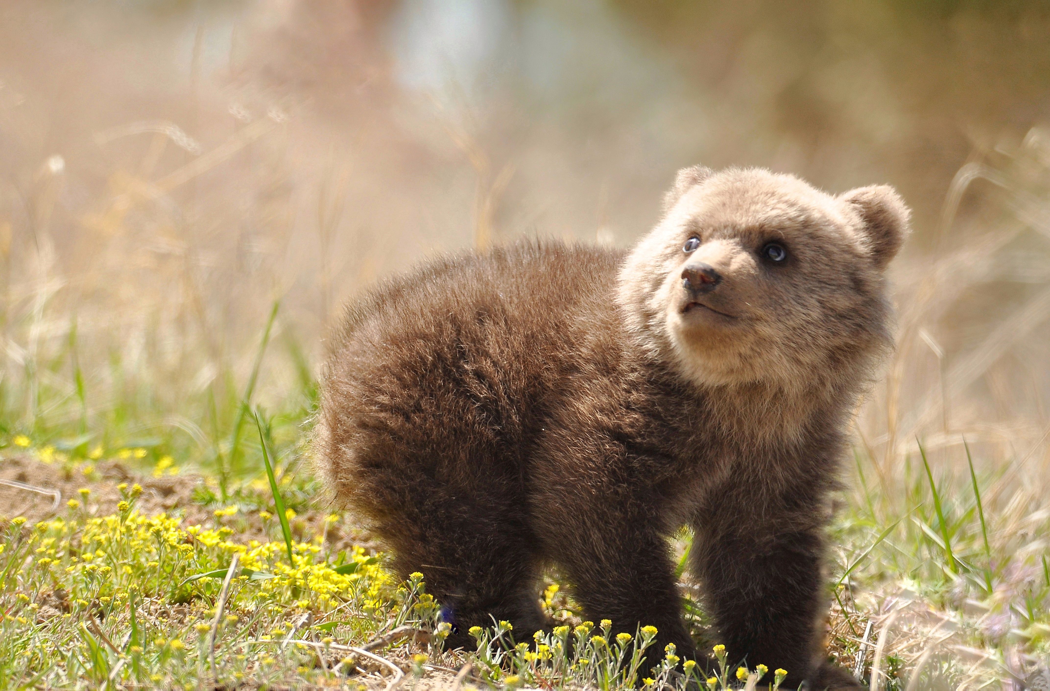 Cooch Bear Photos, Download The BEST Free Cooch Bear Stock Photos & HD ...
