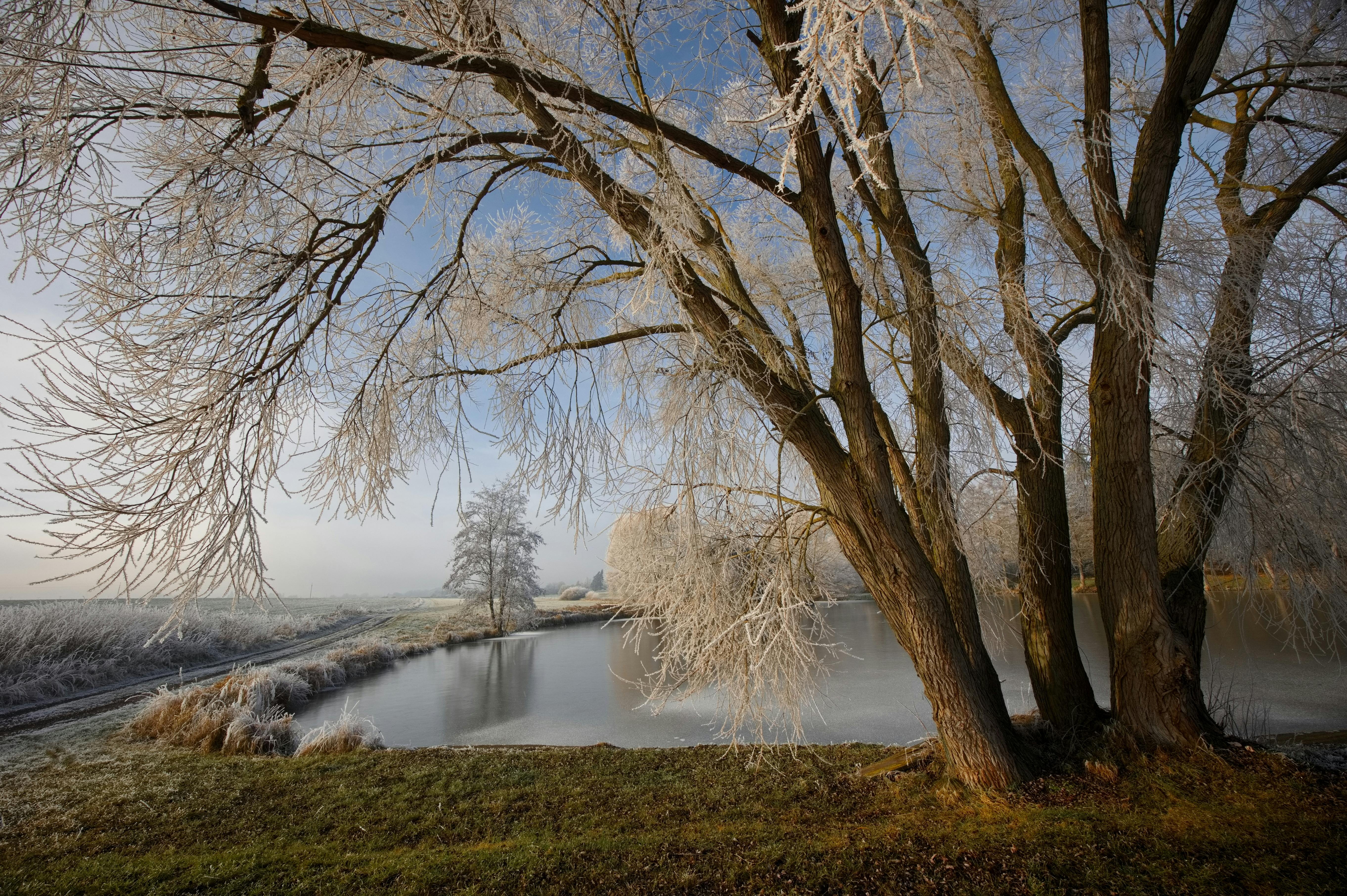 Whipping Willow Photos, Download The BEST Free Whipping Willow Stock ...