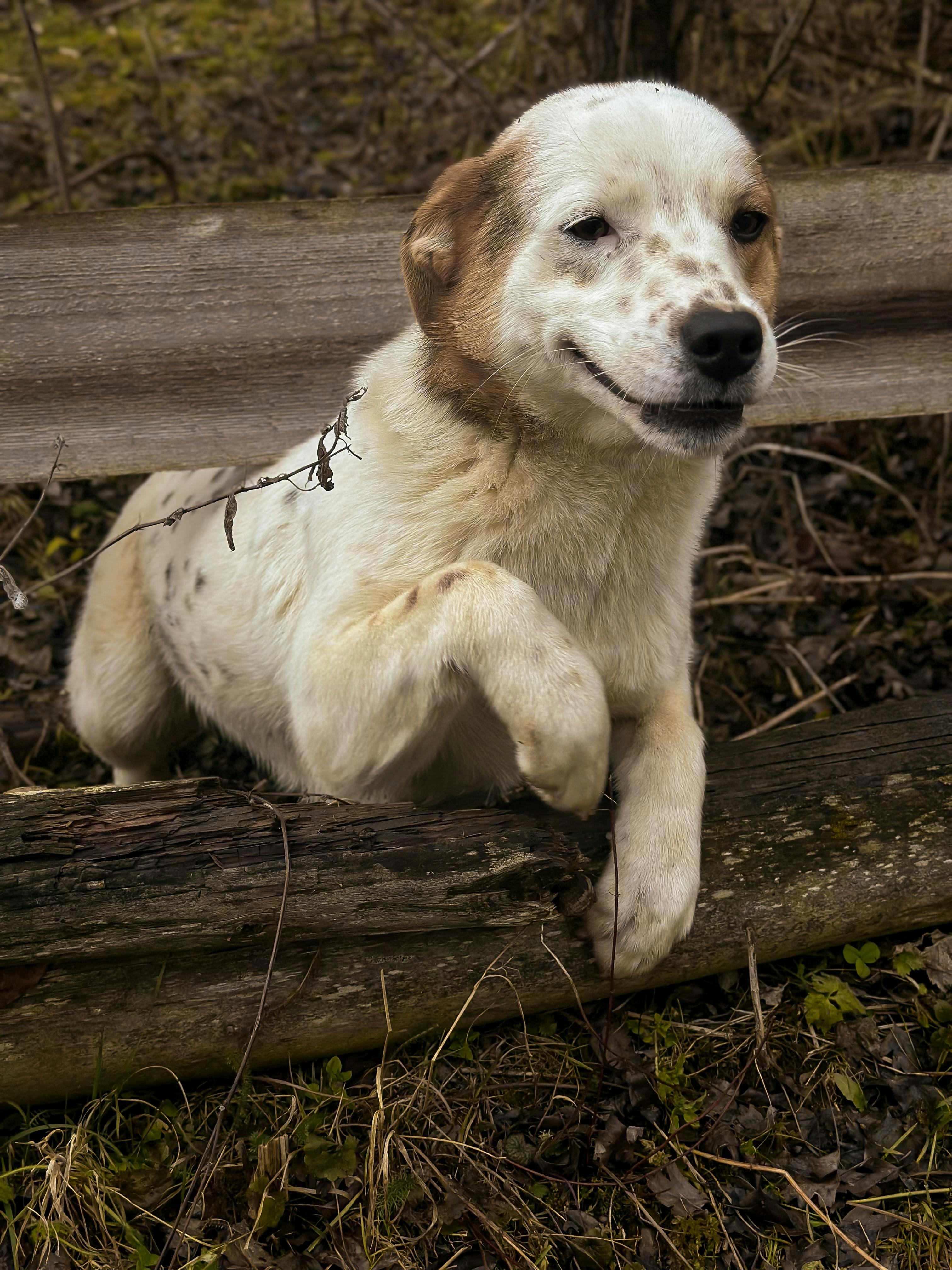 Animals Pets Photos, Download The BEST Free Animals Pets Stock Photos ...