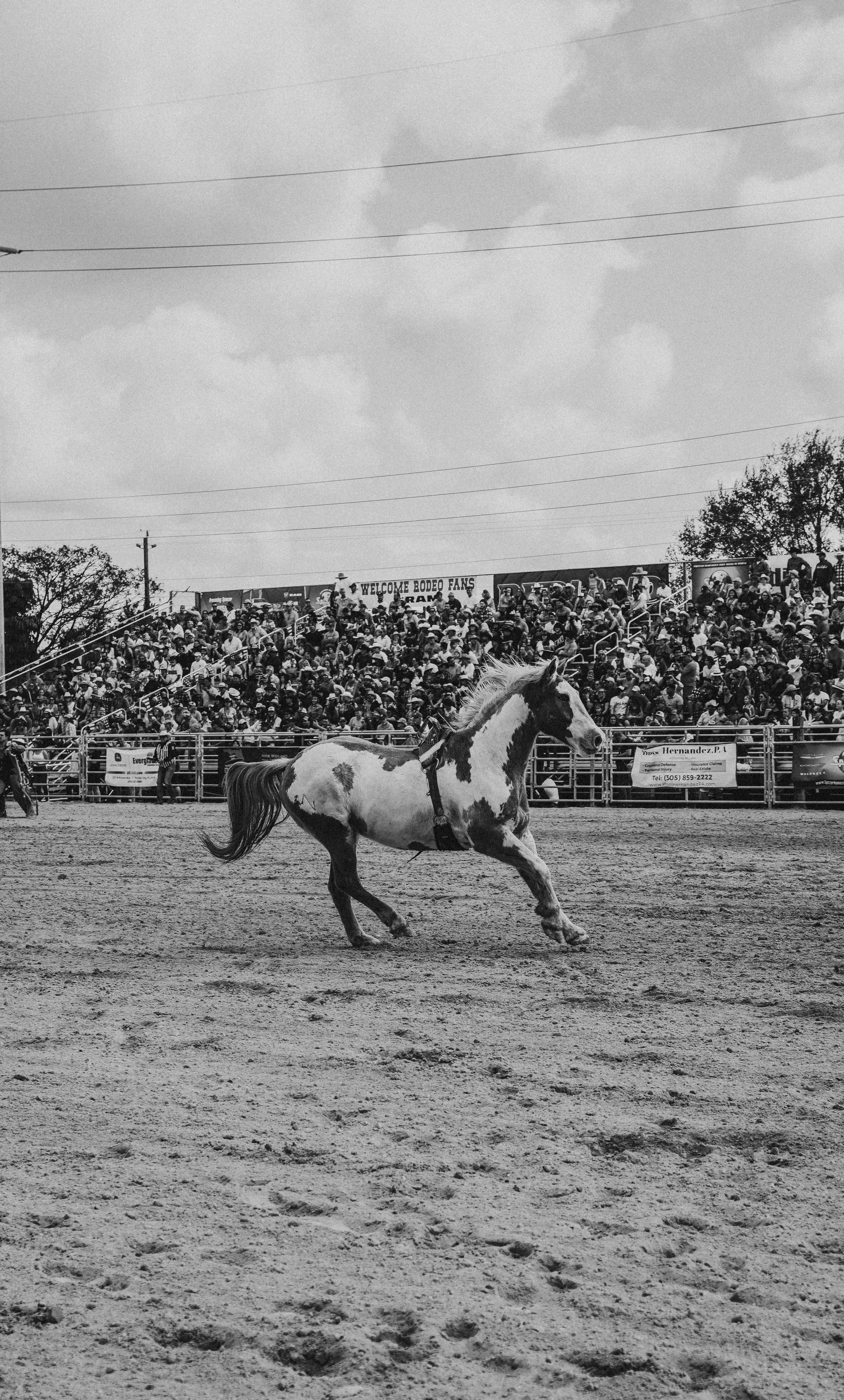 Black and White Rodeo Horse in Action · Free Stock Photo