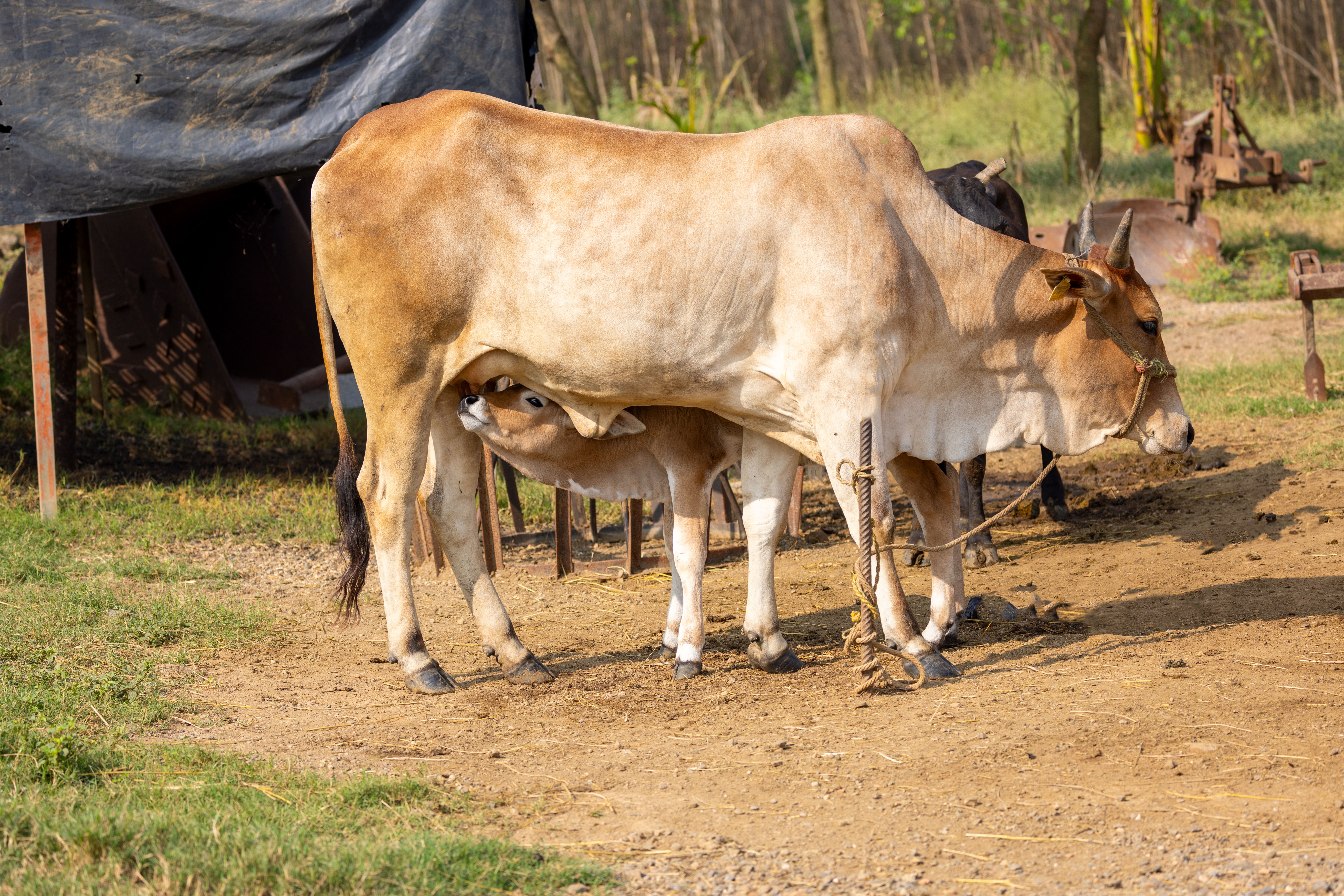 Rural Andhra Pradesh Calf Nursing Scene · Free Stock Photo