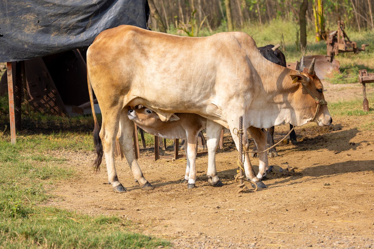 Calf Pictures Photos, Download The BEST Free Calf Pictures Stock Photos ...