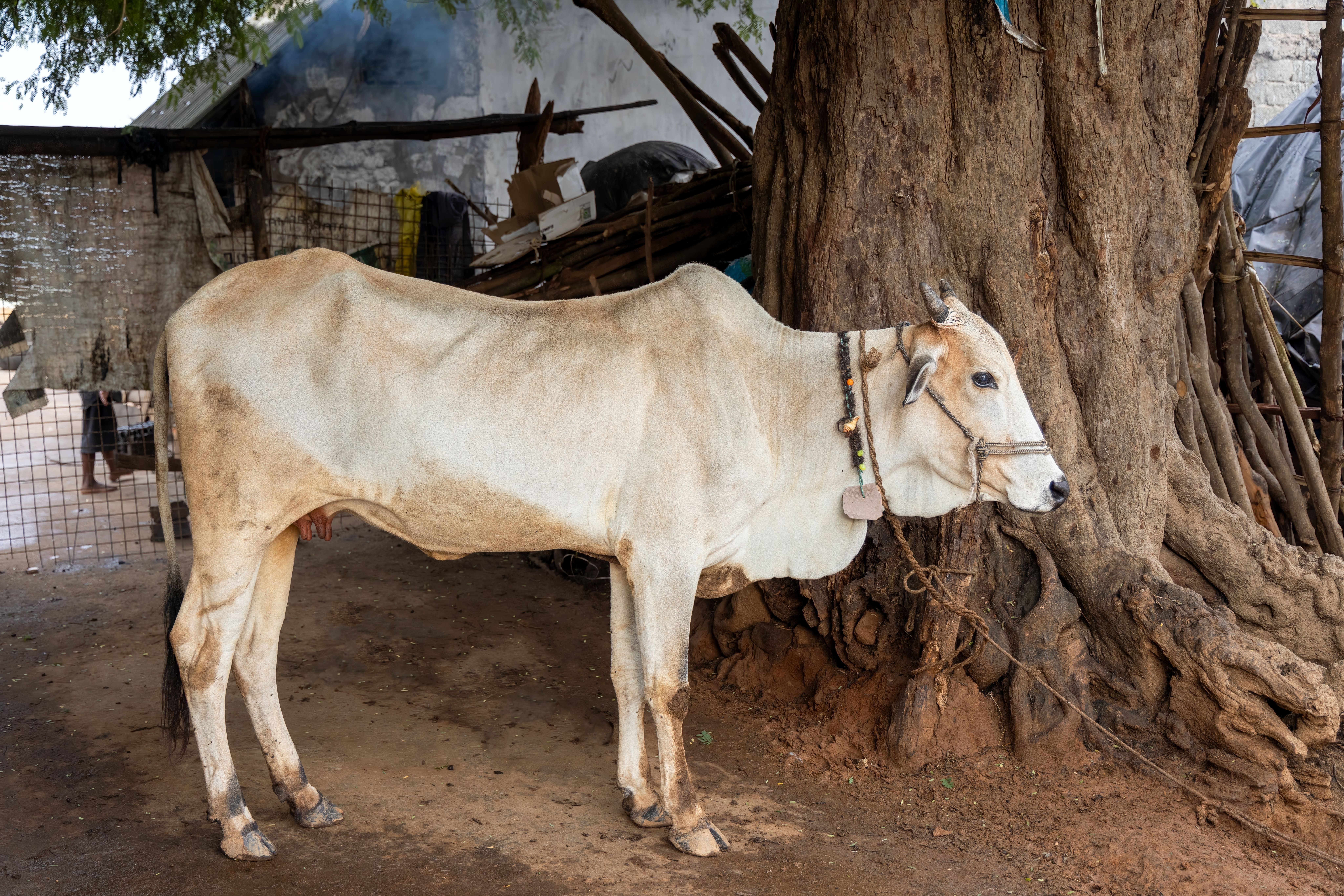 White Cow Tethered in Rural Indian Village · Free Stock Photo
