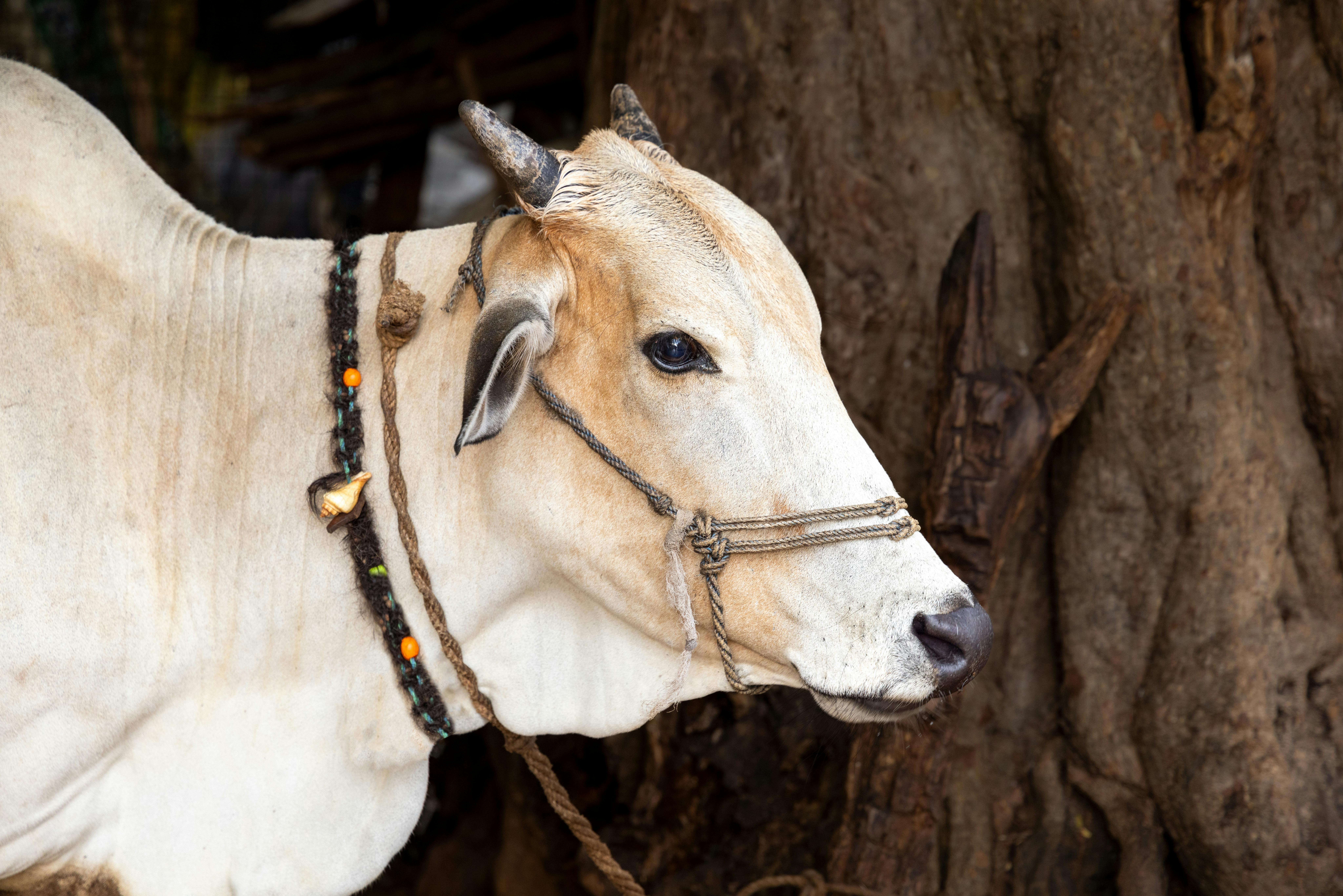 Sacred Cow in Rural Andhra Pradesh, India · Free Stock Photo