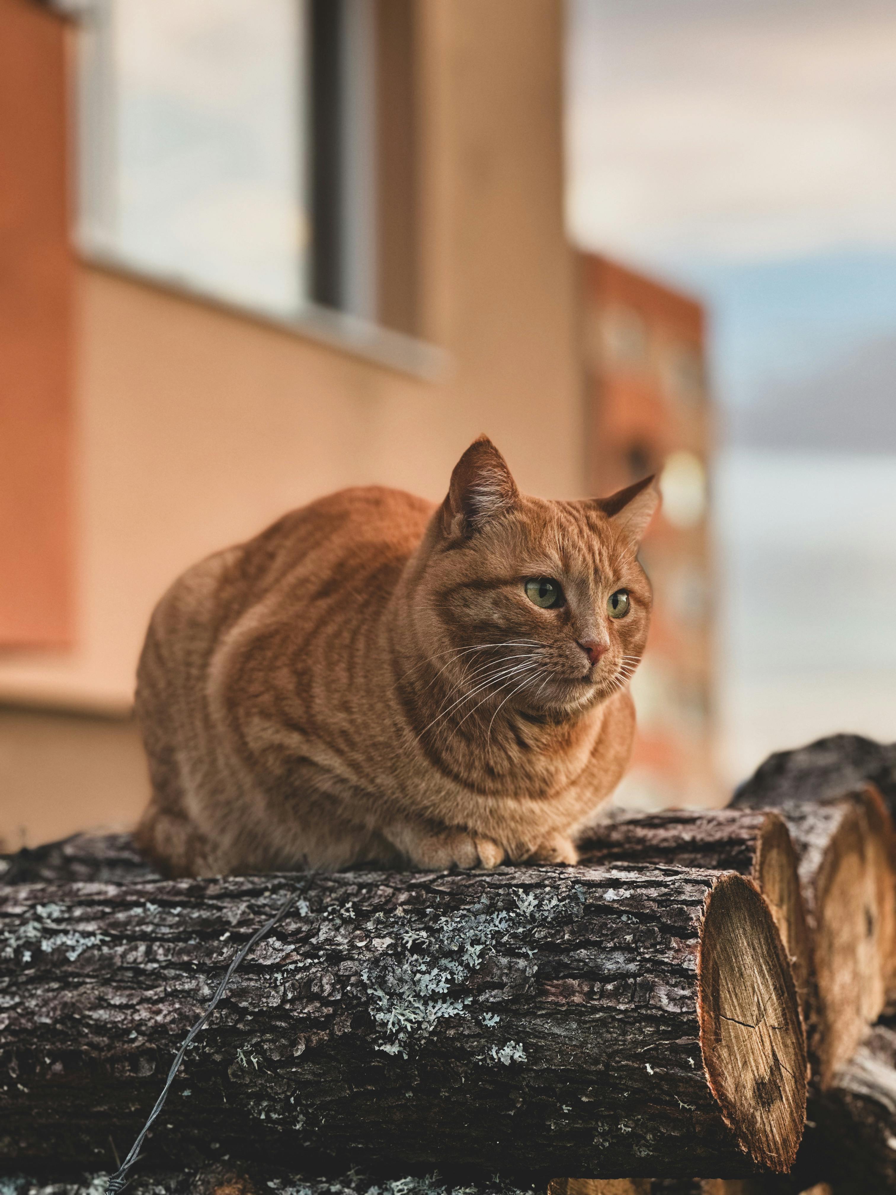 Ginger Cat Resting on Log Against Urban Sunset · Free Stock Photo