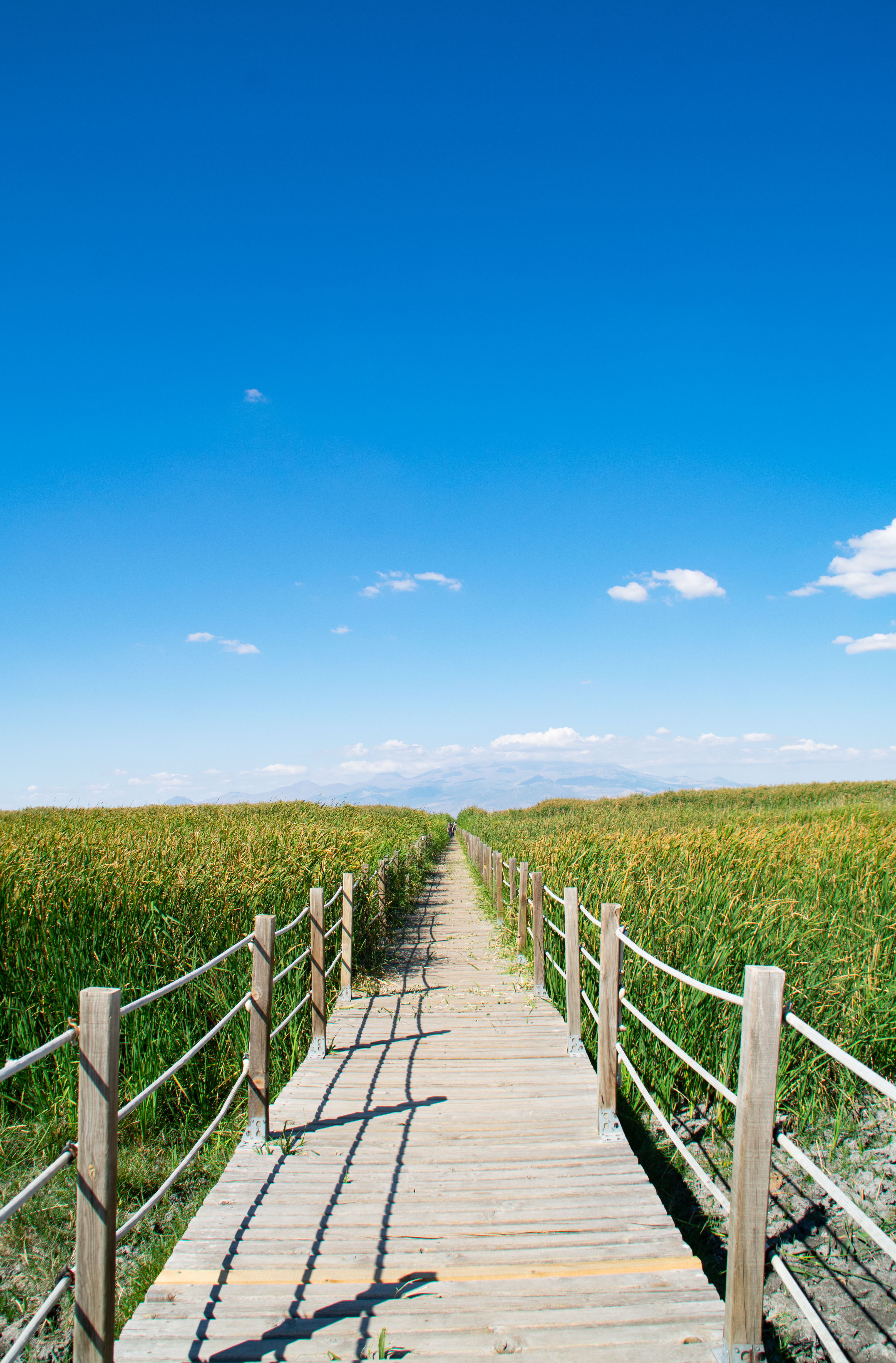 Scenic Wooden Walkway through Reeds in Kayseri · Free Stock Photo