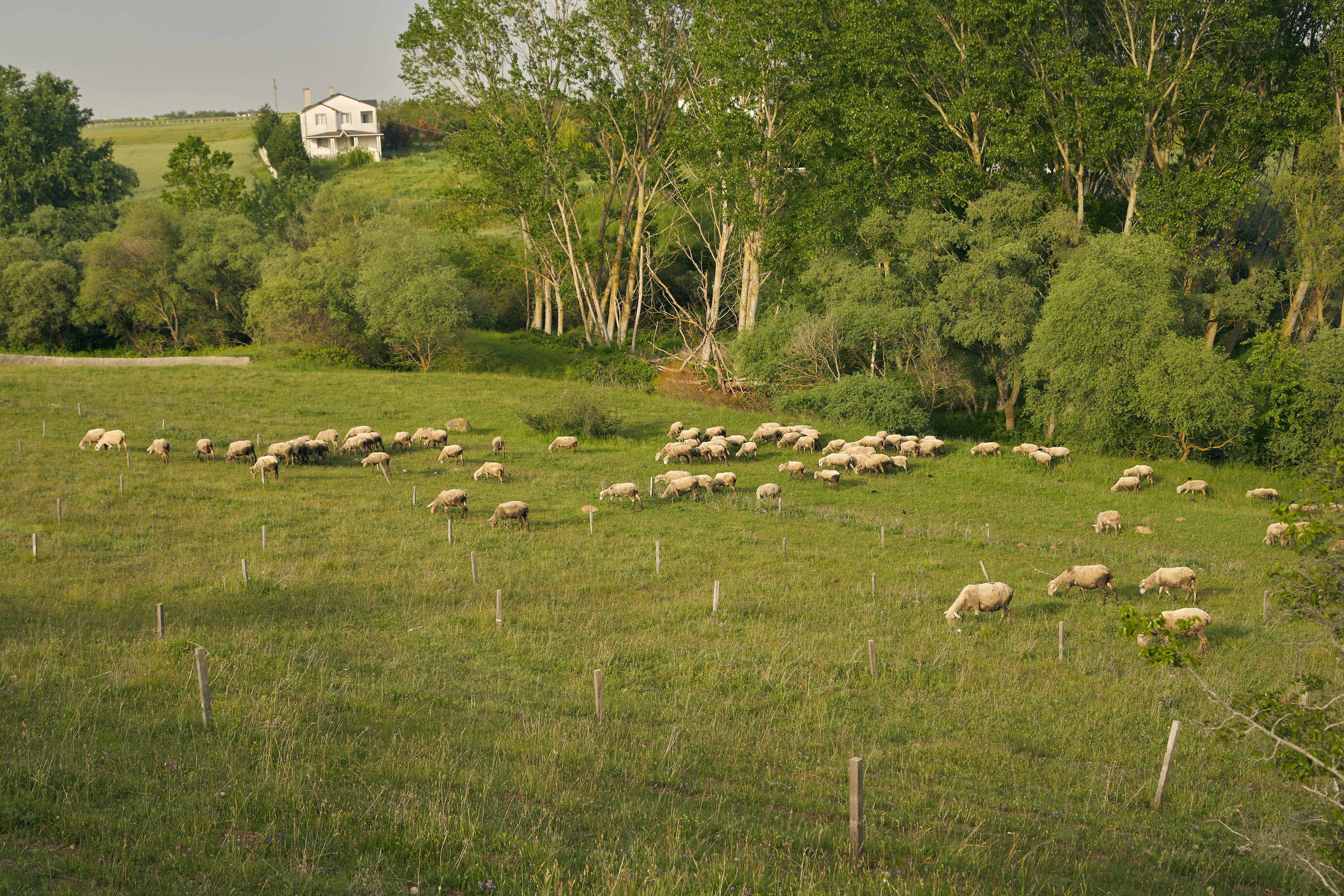 Sheep Grazing in Idyllic Summer Pasture · Free Stock Photo
