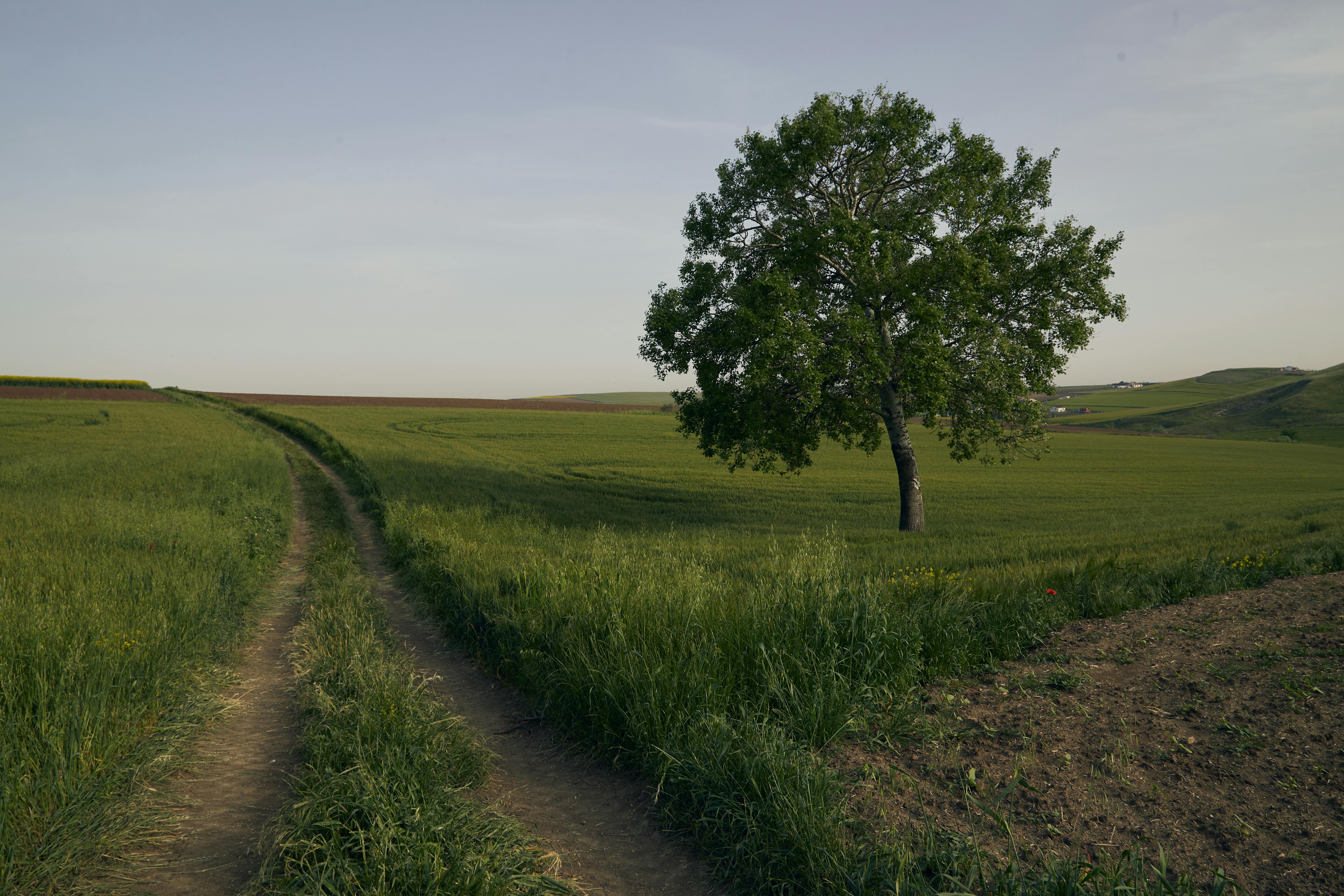 Scenic Countryside Path in Spring Fields · Free Stock Photo