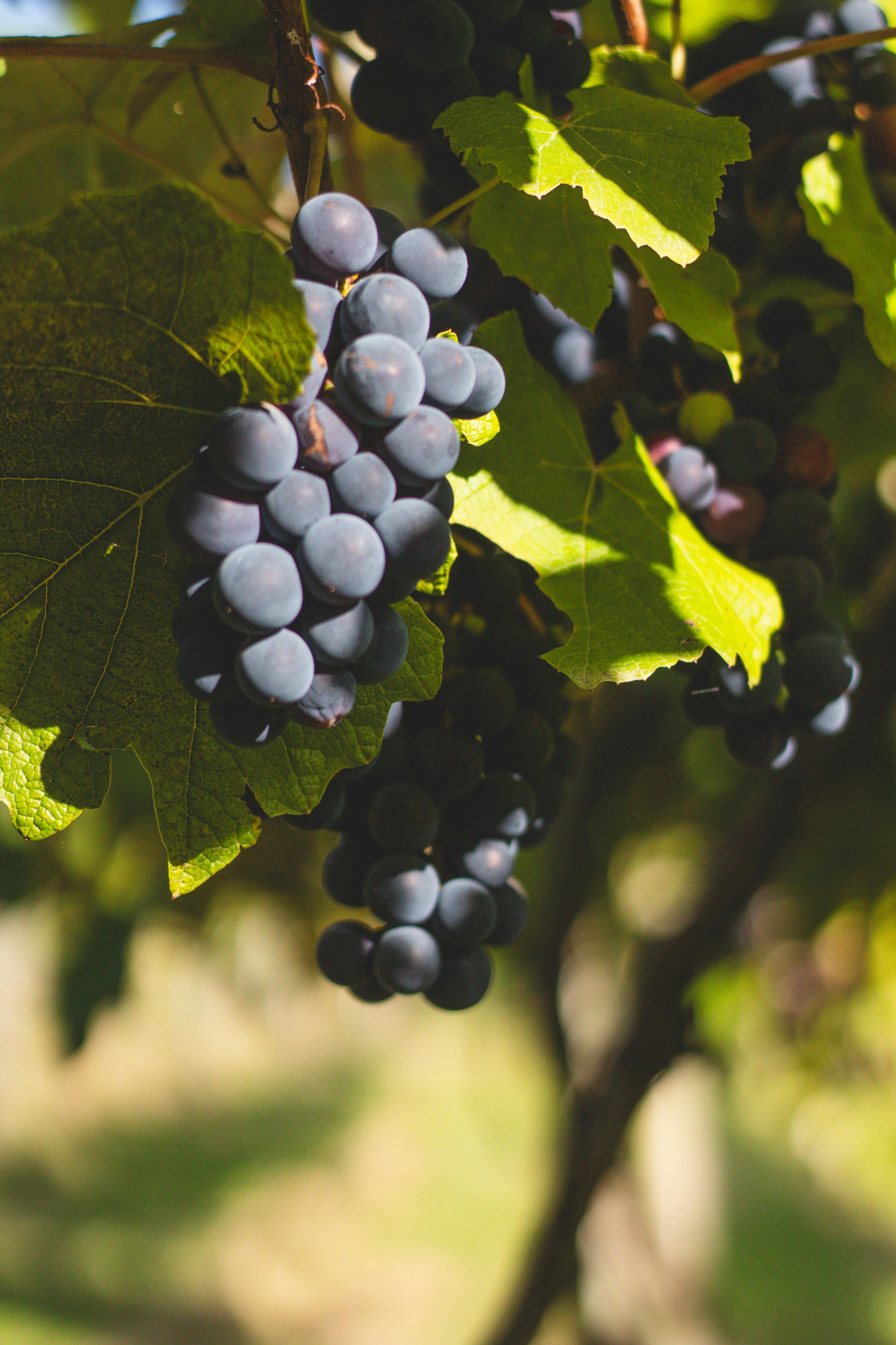 Primer Plano De Uvas Maduras En La Vid A La Luz Del Sol · Foto de stock ...
