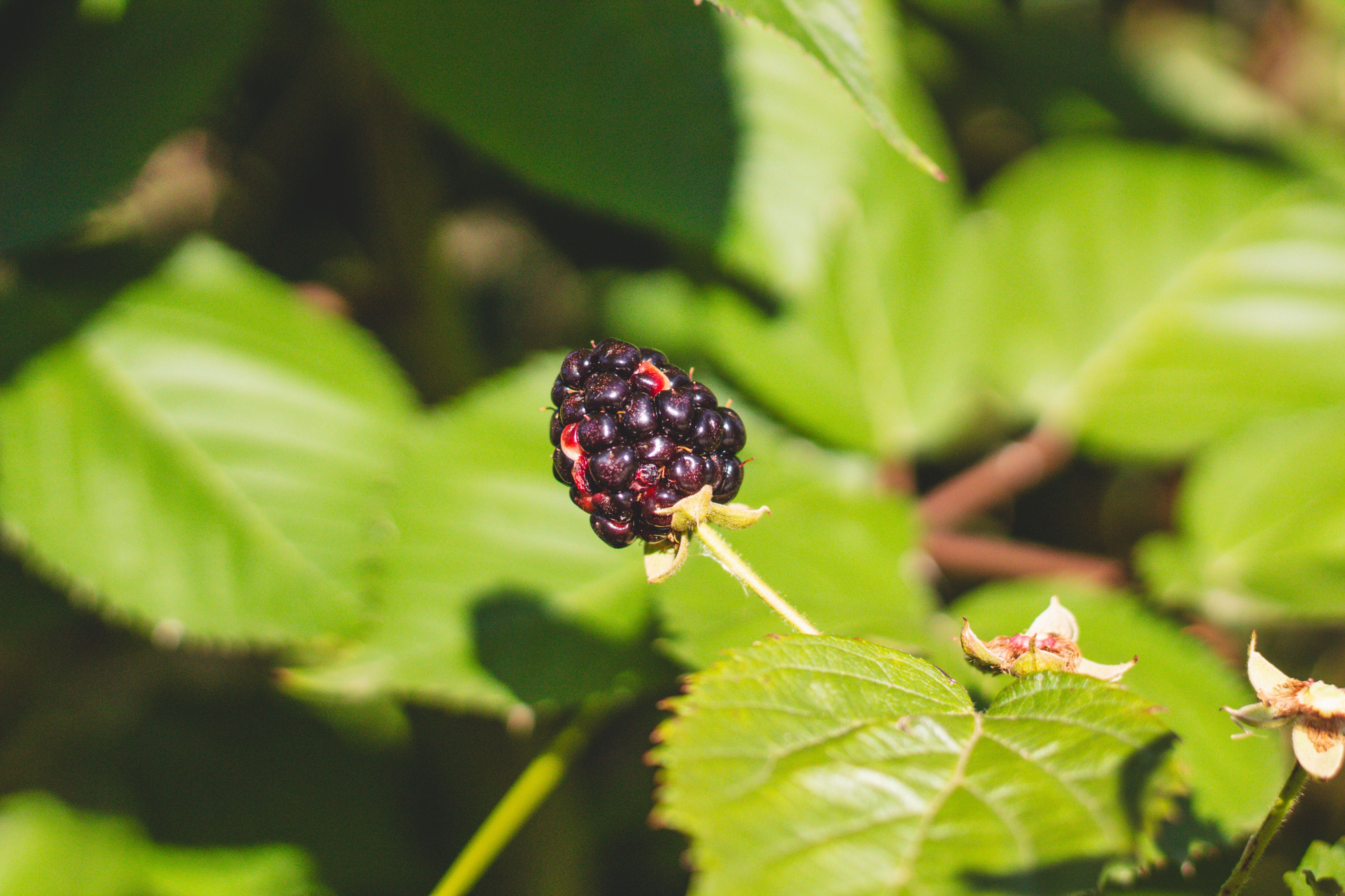 Fresh Blackberry on Green Leaves in Summer Garden · Free Stock Photo