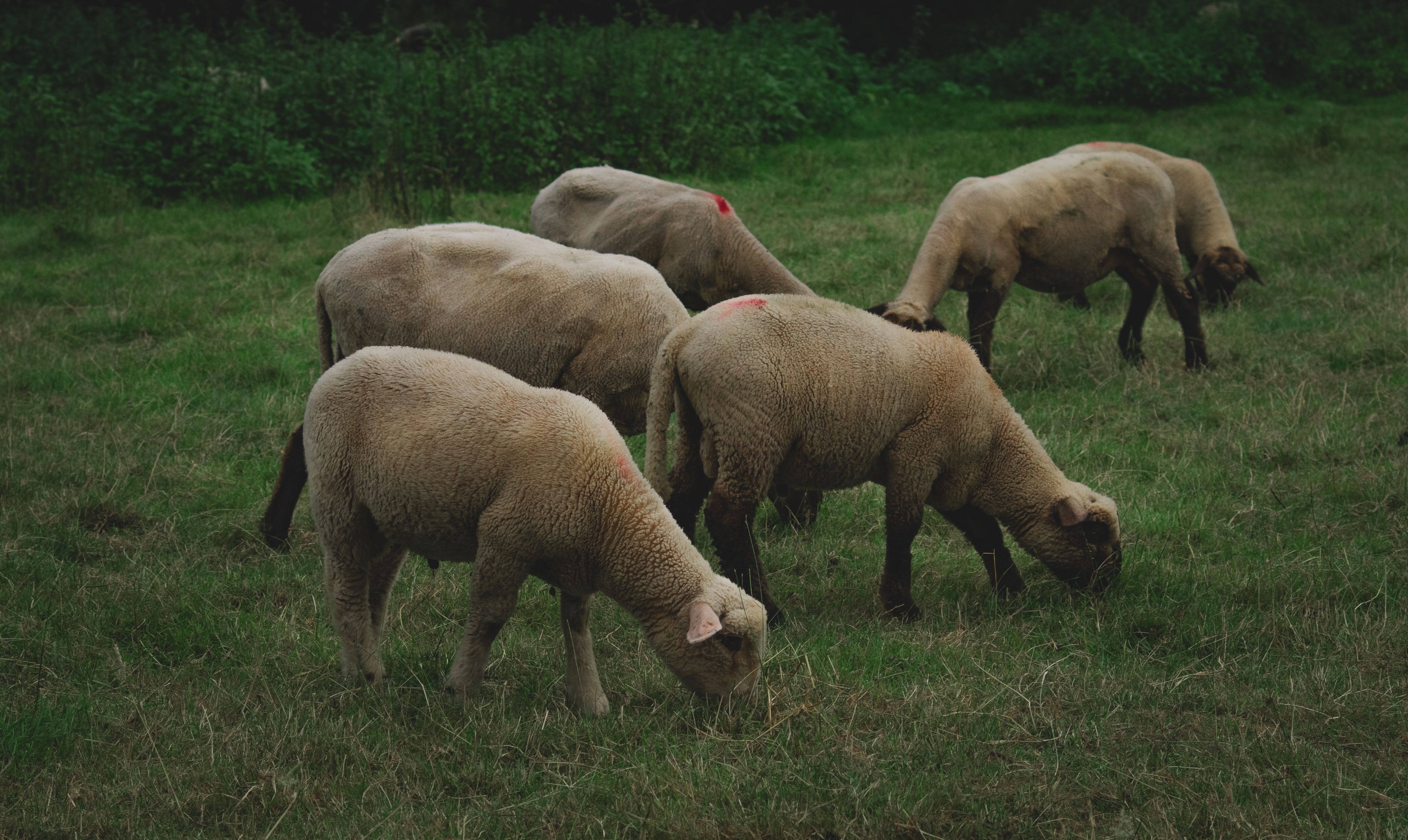 Ovejas Pastando En Un Prado Verde Y Exuberante · Foto de stock gratuita