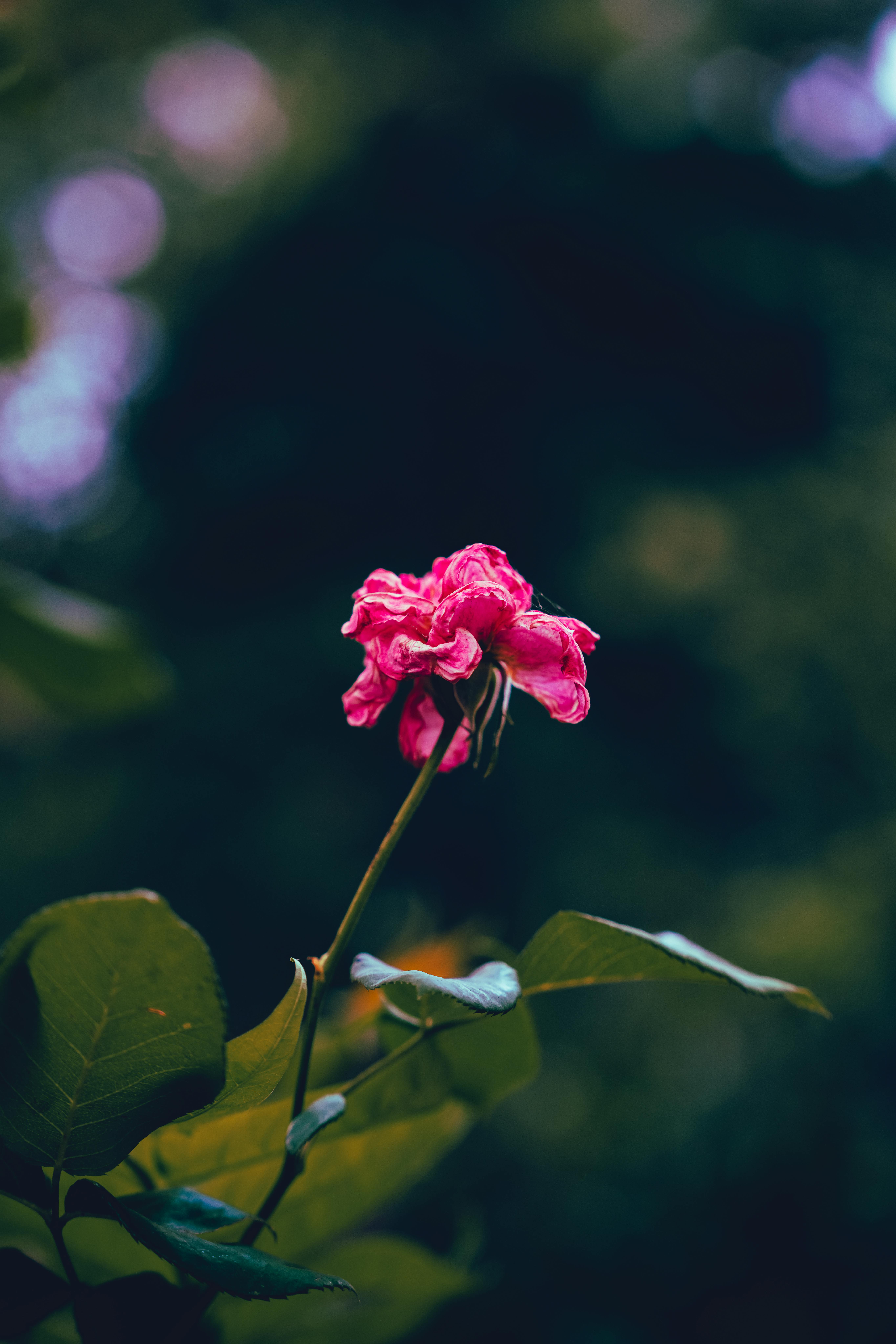 Close-up of a Wilting Pink Rose in Nature · Free Stock Photo