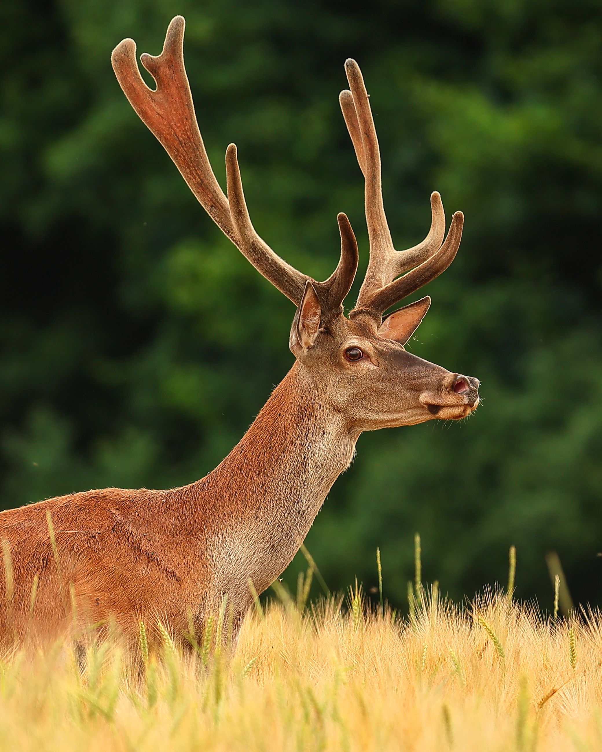 Majestic Red Deer Stag in Slovak Field · Free Stock Photo