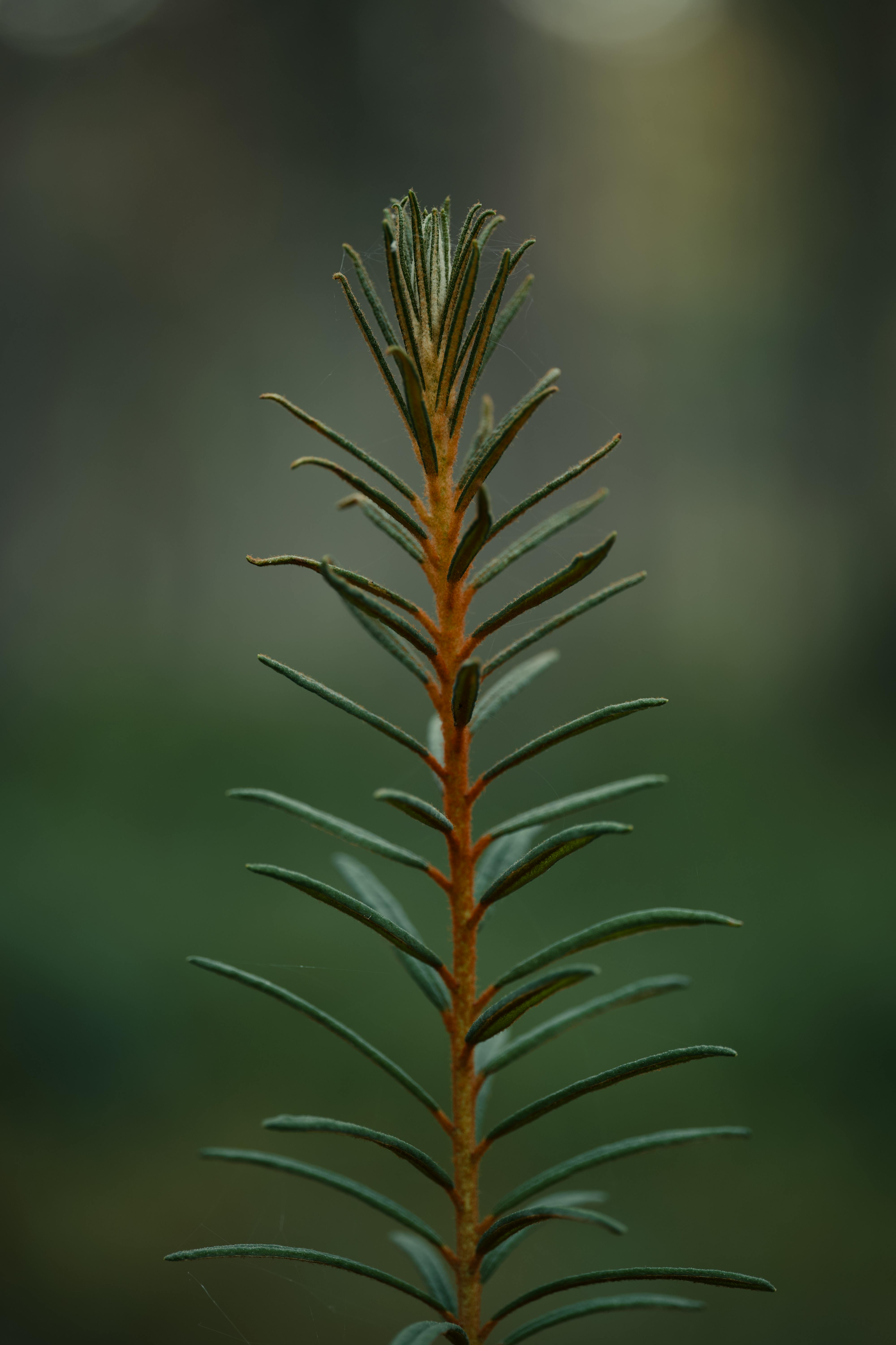 Close-up of Marsh Labrador Tea Plant in Nature · Free Stock Photo