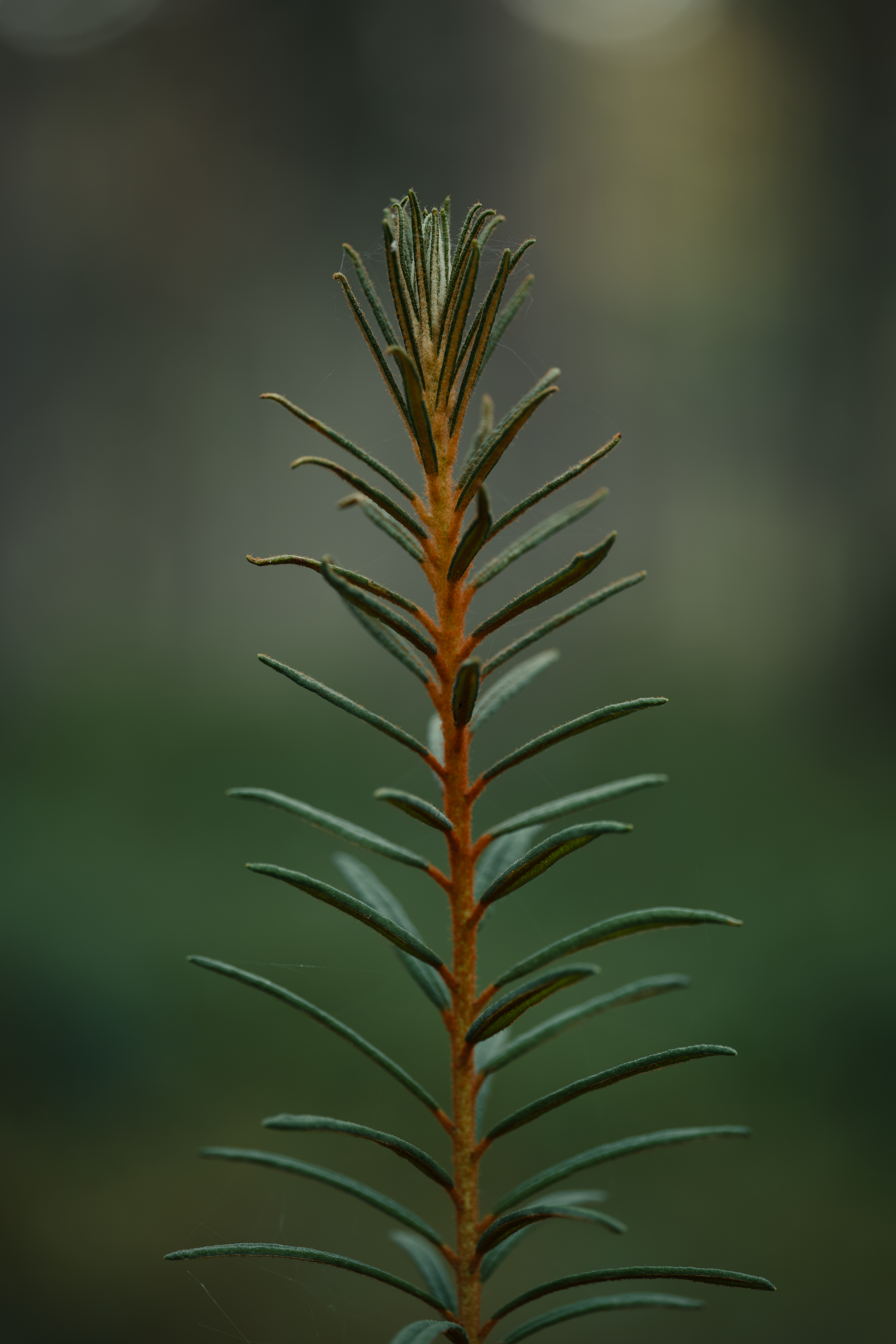 Close-up of Marsh Labrador Tea Plant in Nature · Free Stock Photo
