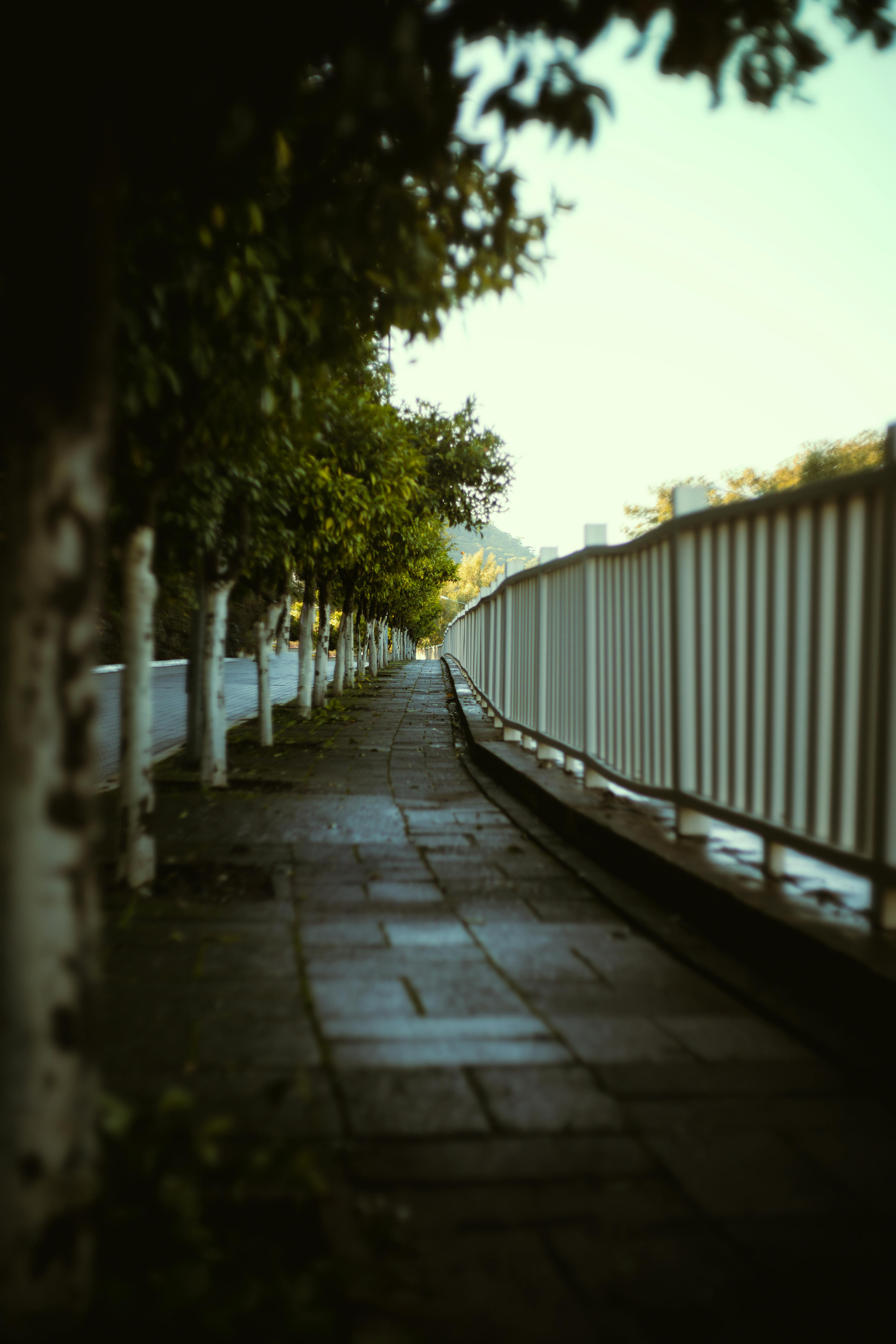 Pathway With Light Photos, Download The BEST Free Pathway With Light ...