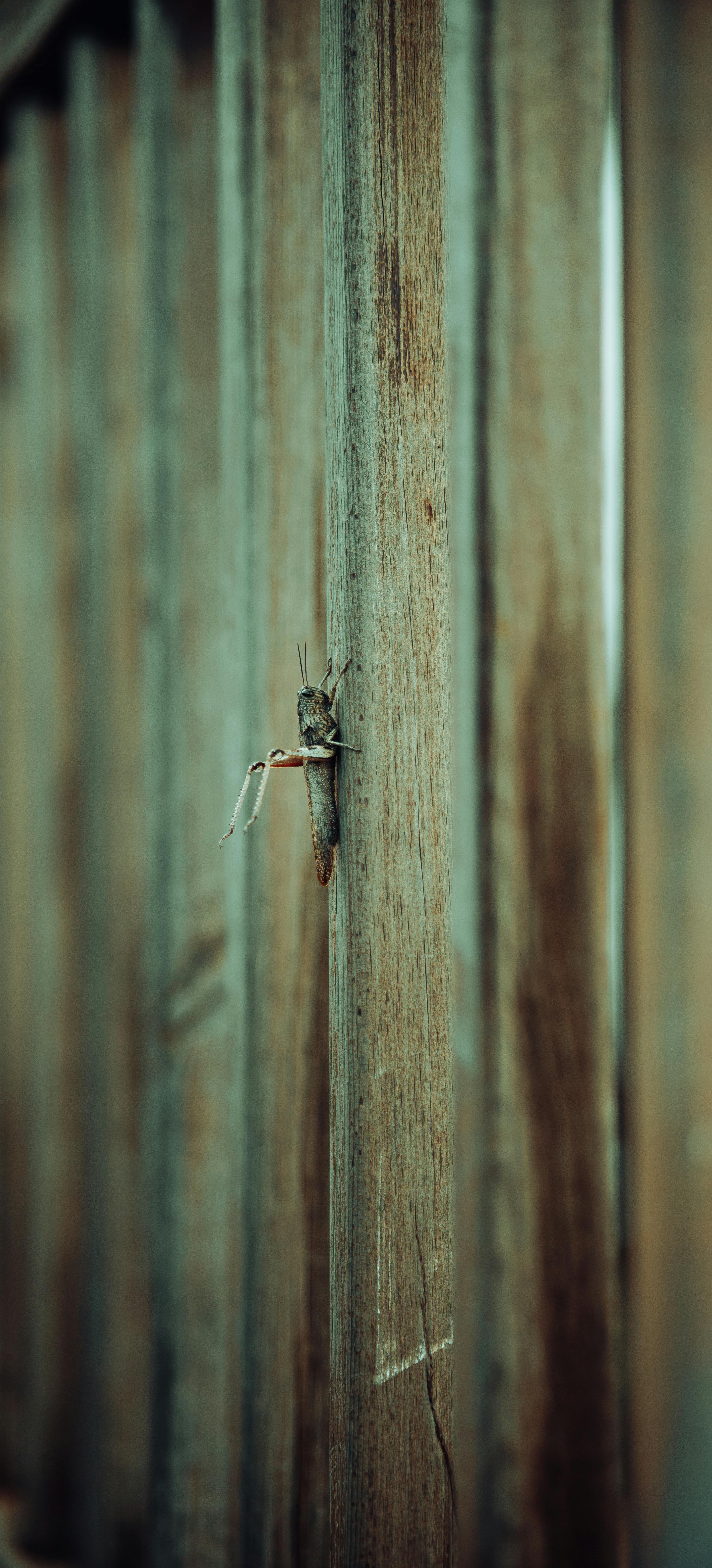 Close-Up of Grasshopper on Wooden Fence · Free Stock Photo