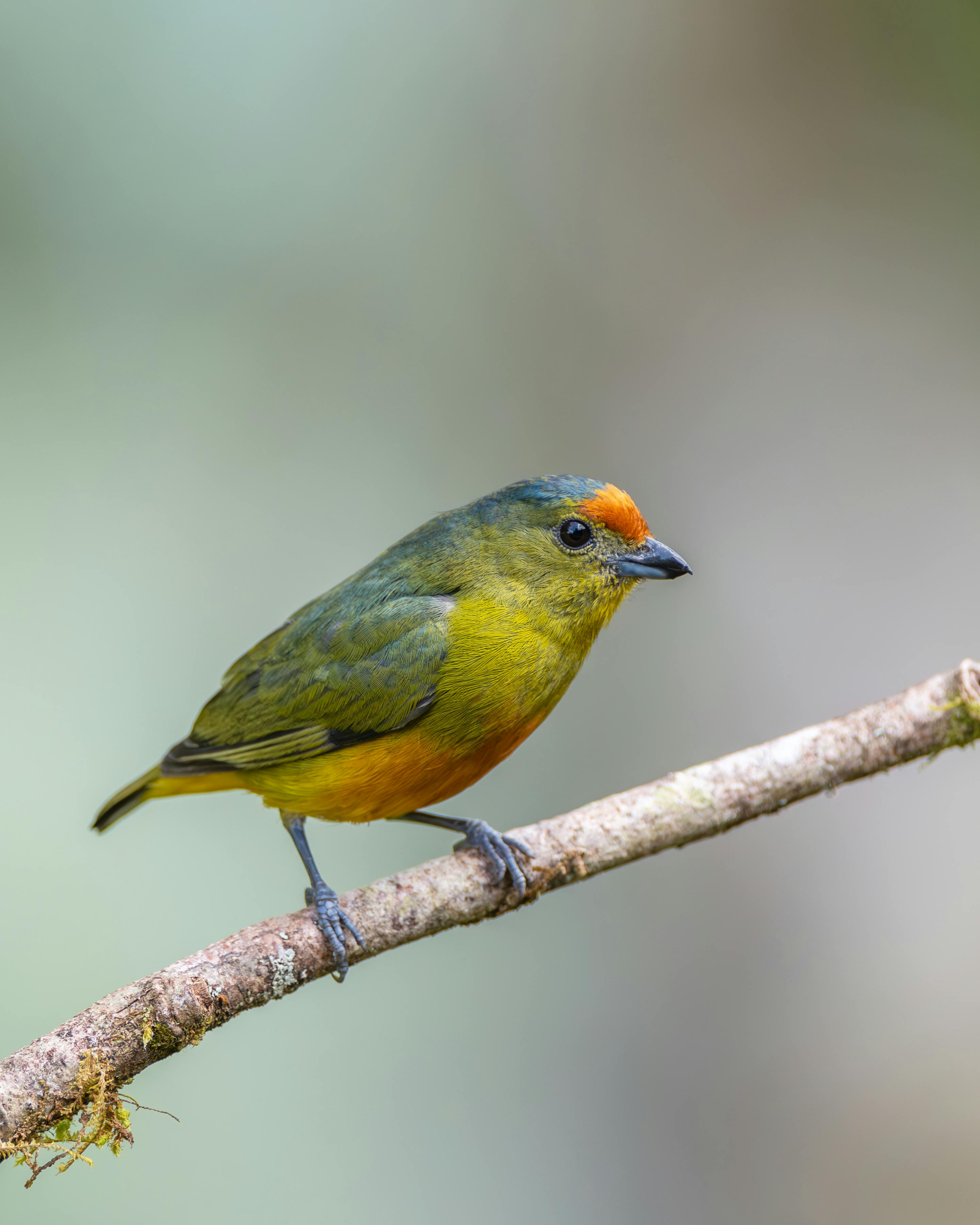 Colorful Tropical Bird Perched in Costa Rican Jungle · Free Stock Photo